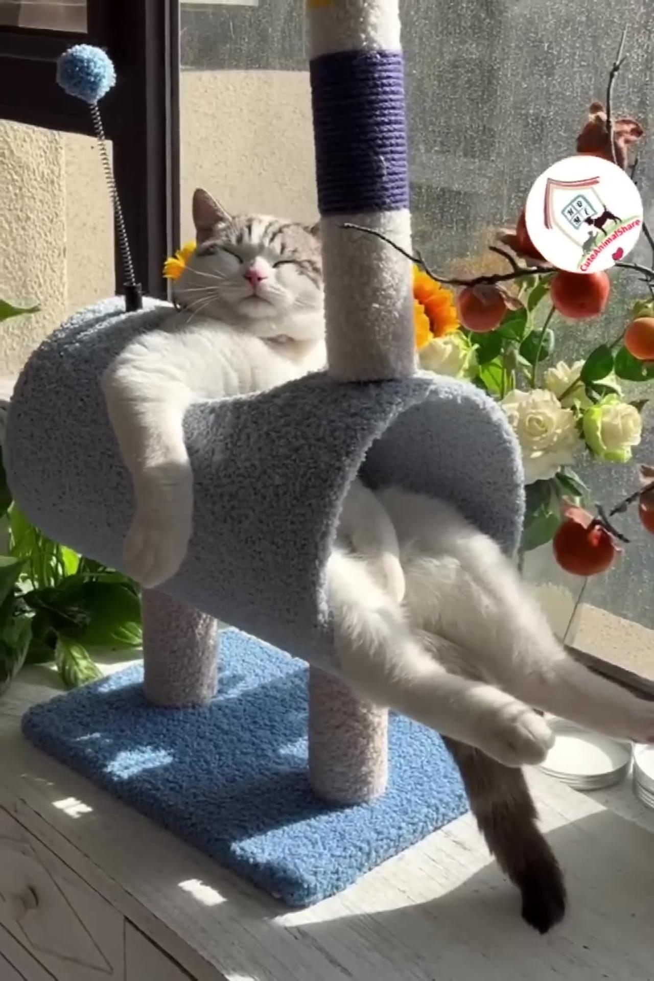 LOL, Super Funny Cute Cats Videos Best Moments - One News Page VIDEO