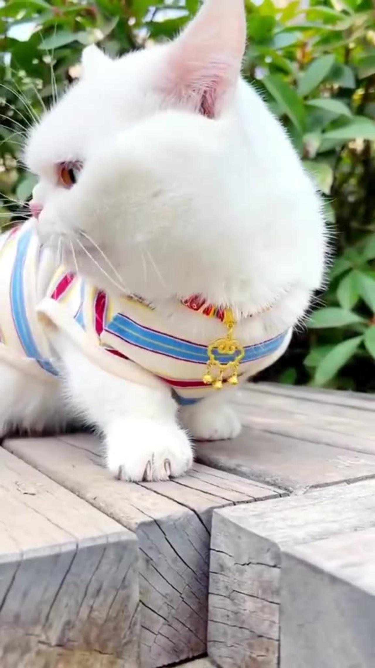 Baby cat 😺🐈😺🐈😺🐈🐈😺🐈 - One News Page VIDEO