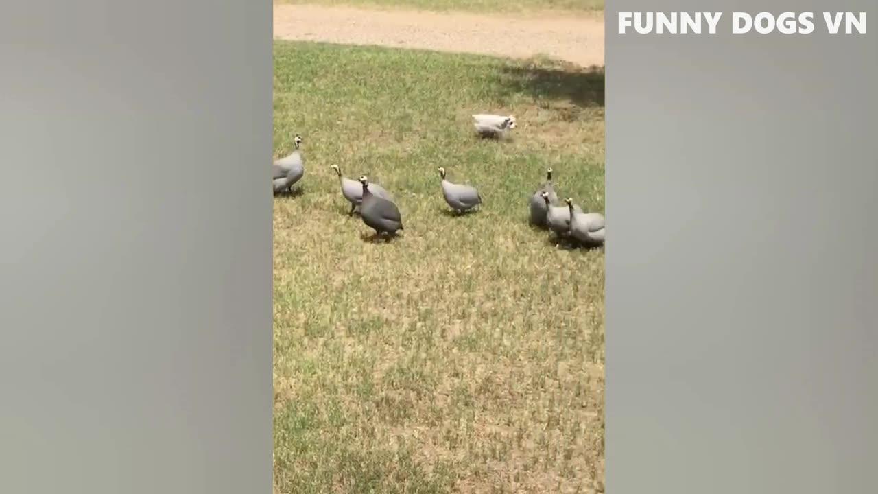 Funniest Animals Video - Funny Dogs And Cats - - One News Page VIDEO