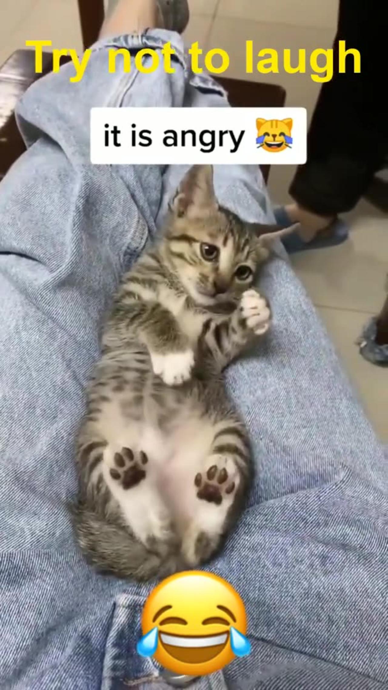 Funny Videos - Funny Animals - Try not to Laugh- - One News Page VIDEO