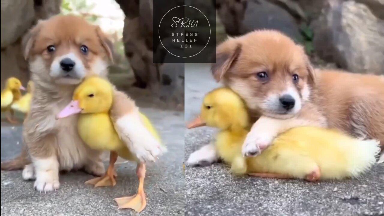 Dog Meets Duck And Becomes Best Friends - One News Page VIDEO