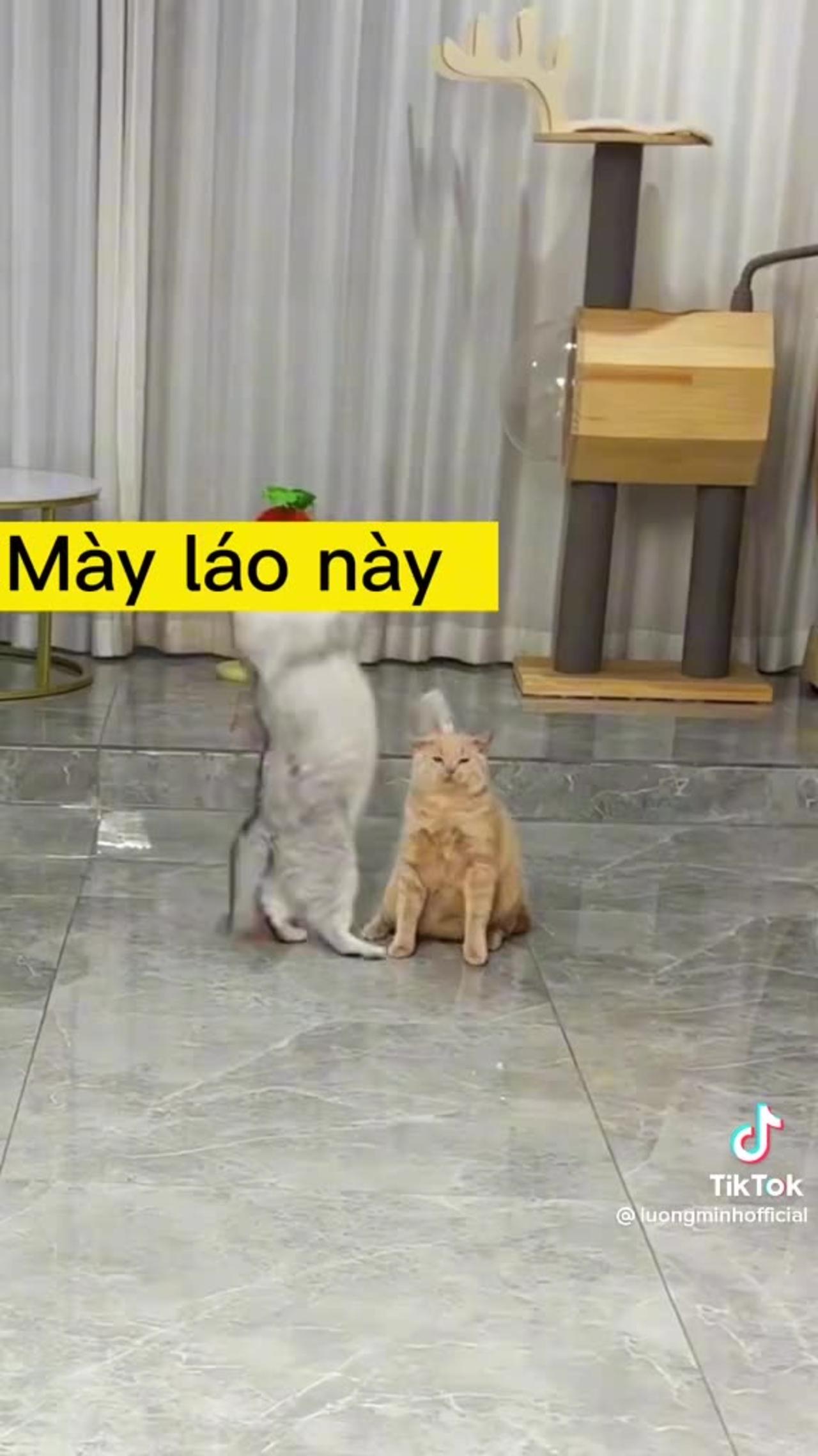 Funny 😆😅🤣 - One News Page VIDEO