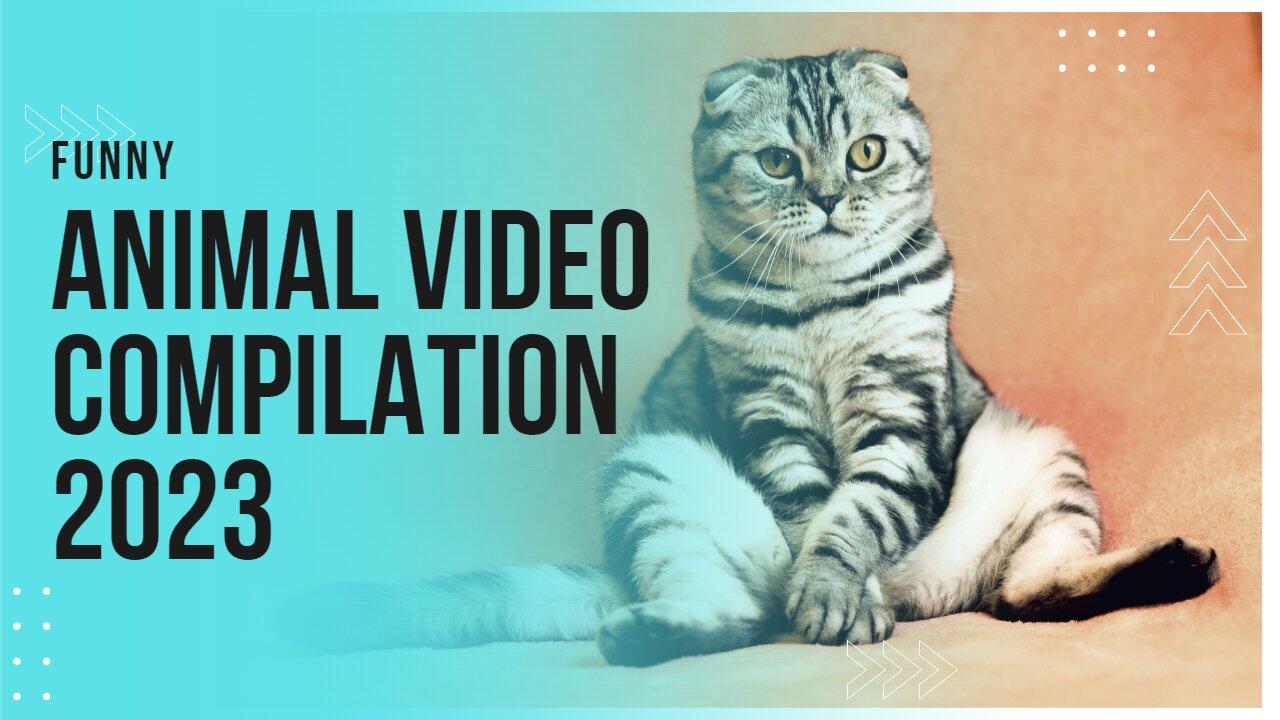 Funny Animal Videos Compilation 2023 Part 1 - One News Page VIDEO