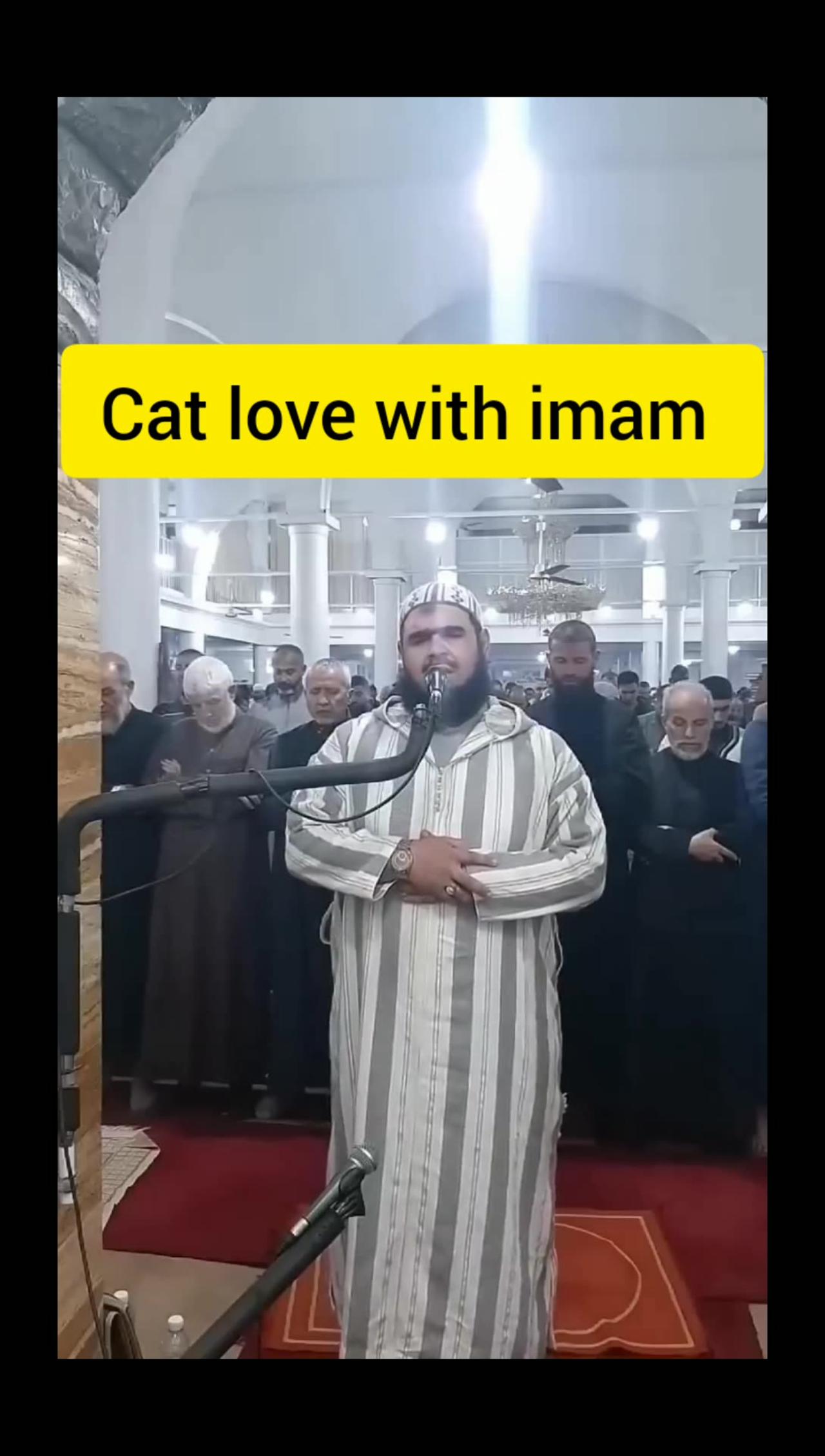 Cat love with imam in mosque #viral #rumble #cat - One News Page VIDEO