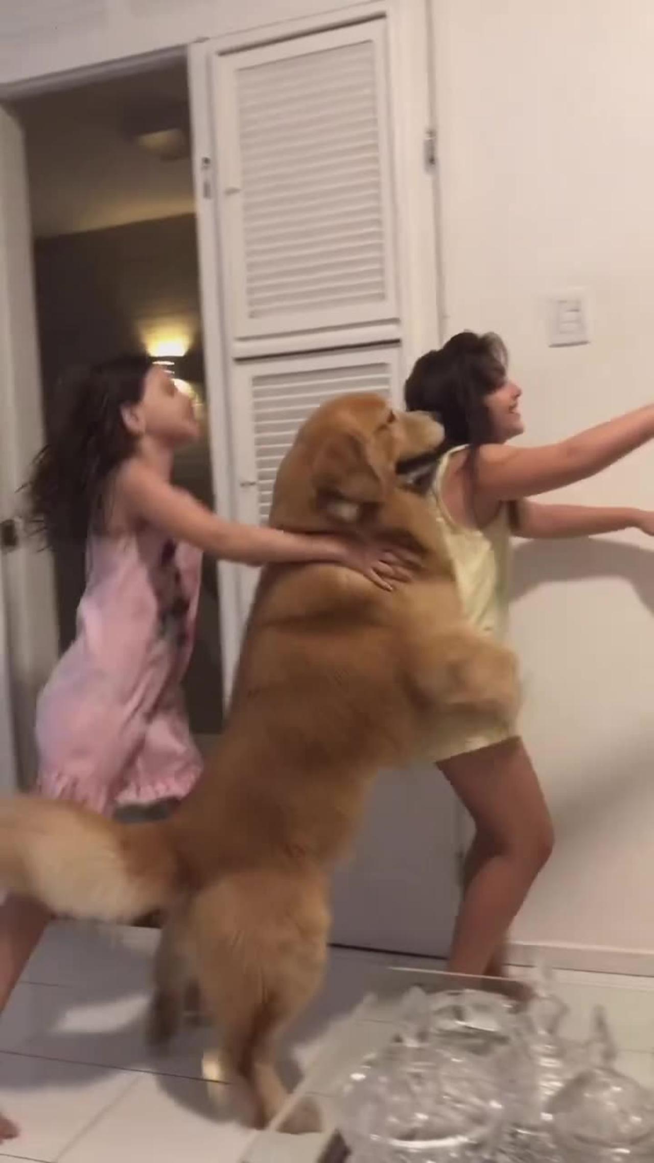 Pawfect Harmony: Adorable Dog Dances with Two - One News Page VIDEO