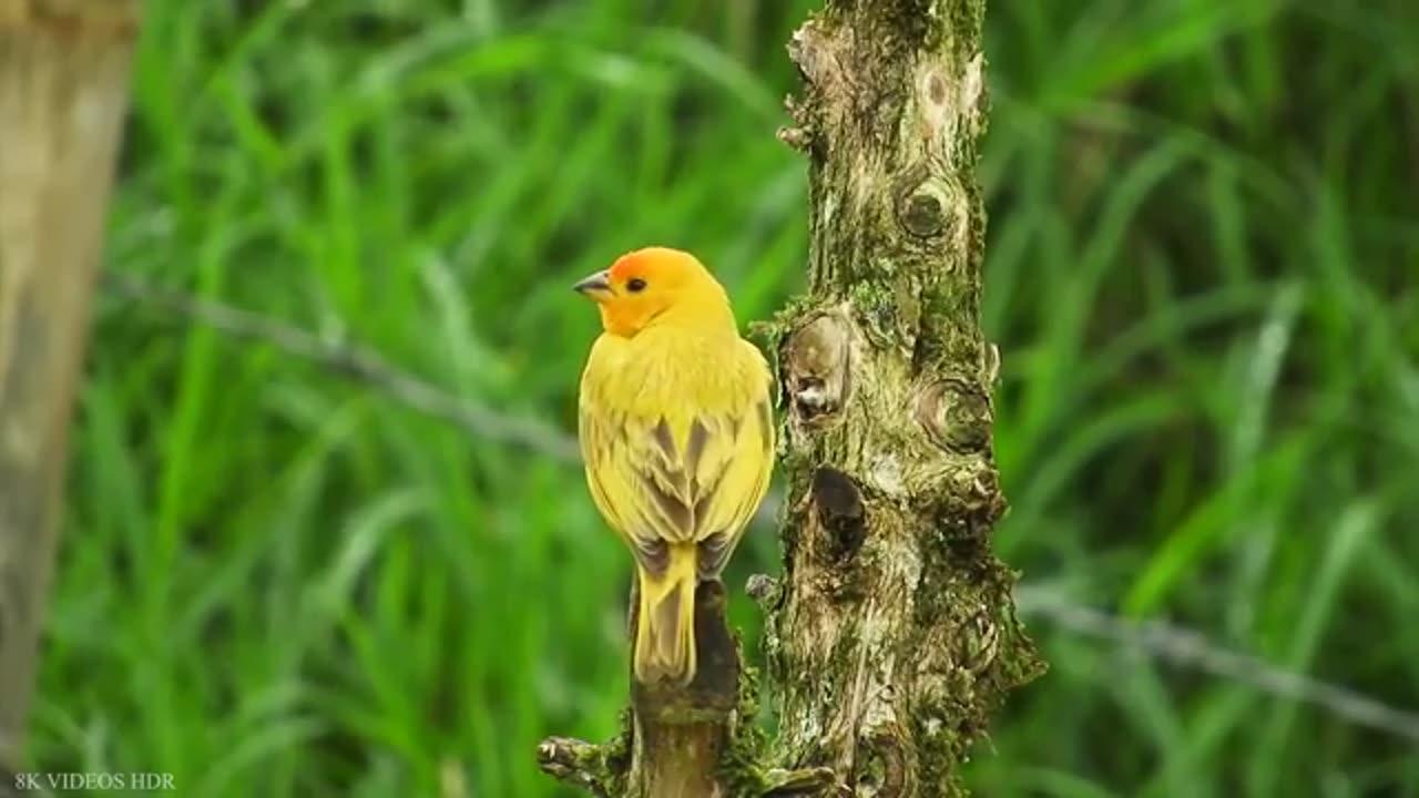 Small BIRDS ULTRA HD with Names and Sounds - One News Page VIDEO