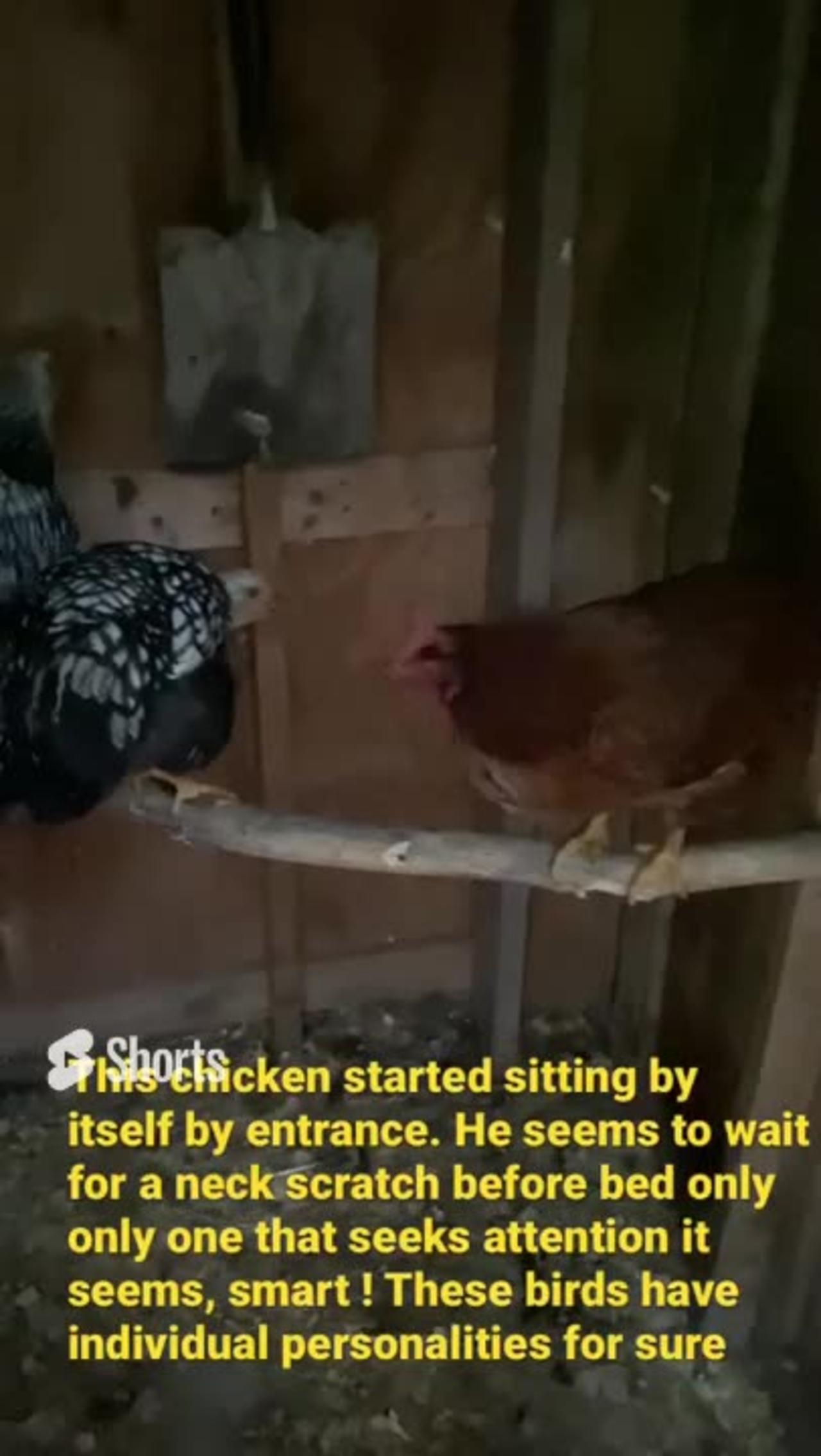 chicken buddy - One News Page VIDEO