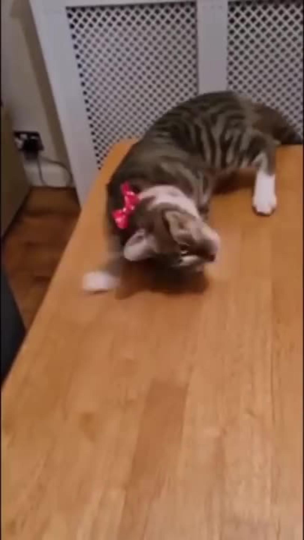 Funny animal reaction ...#animal - One News Page VIDEO