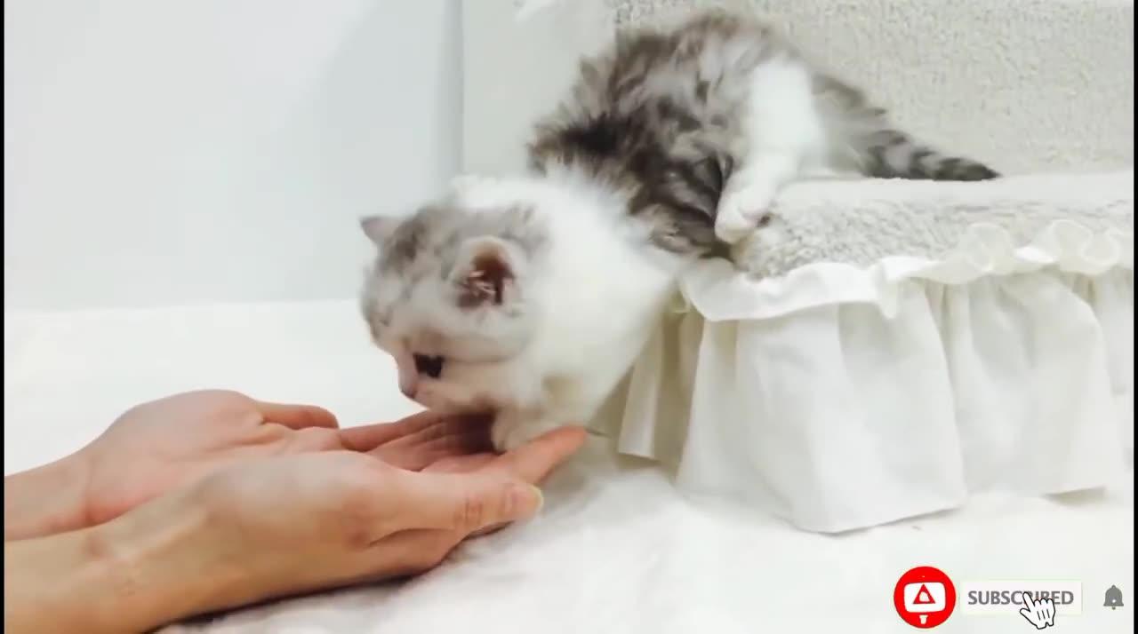 Watch This Cute Cat Child Conquer 3 Steps - - One News Page VIDEO