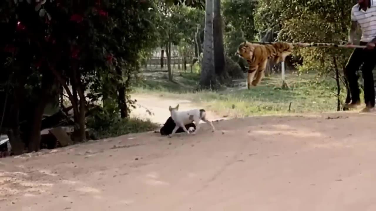 Fake Lion Prank - One News Page VIDEO