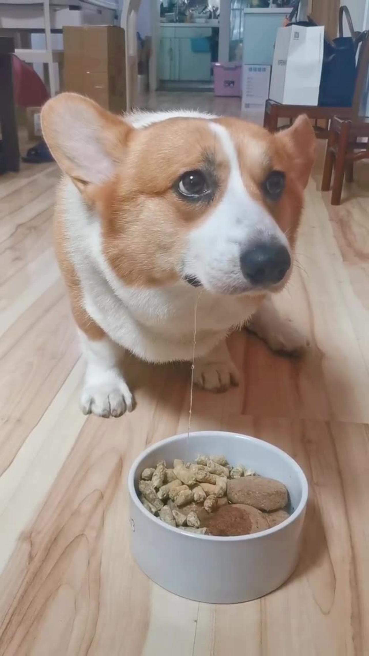 Don't tease the dog while eating - One News Page VIDEO