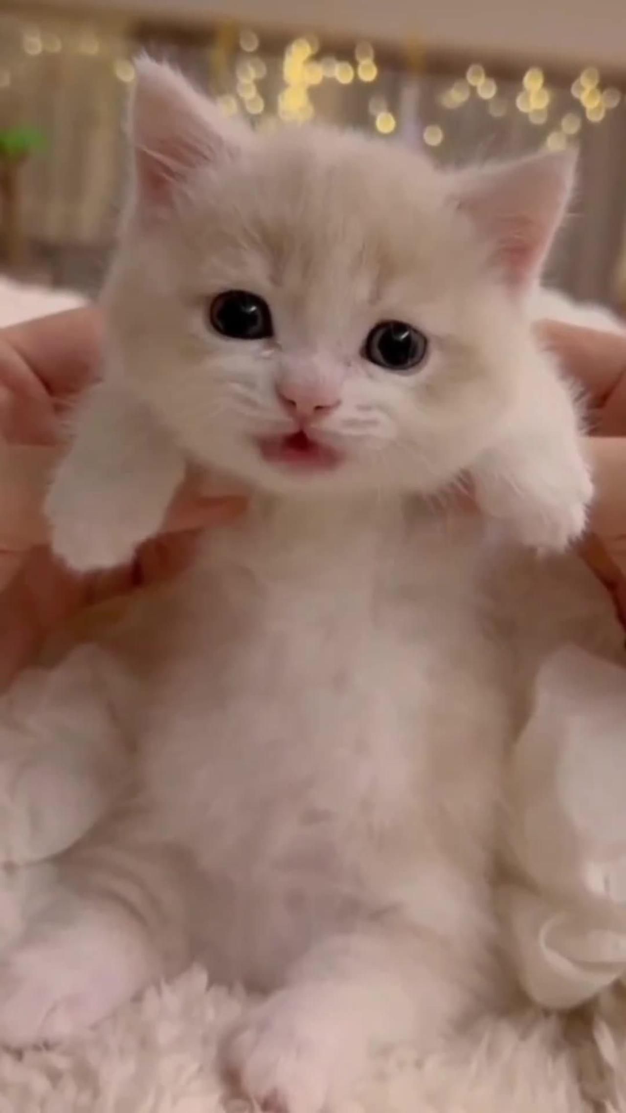 Cute cat 🐈😻💕 - One News Page VIDEO