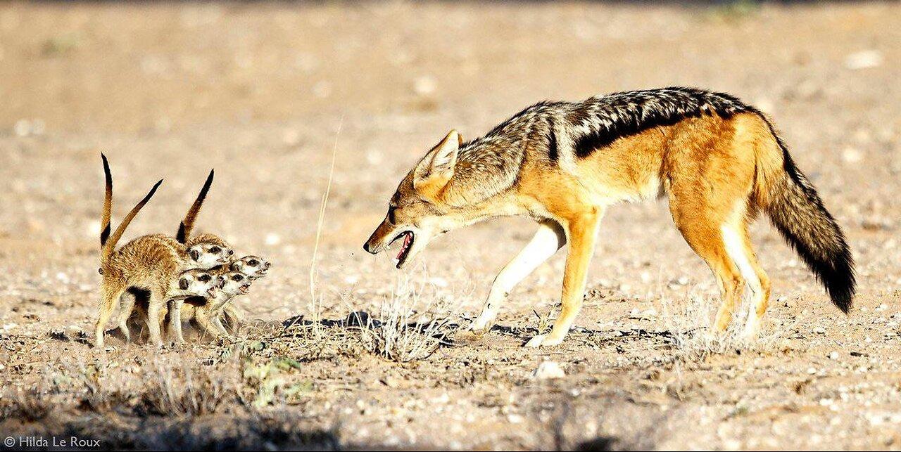 Meerkat saves her babies by jackle attack - One News Page VIDEO