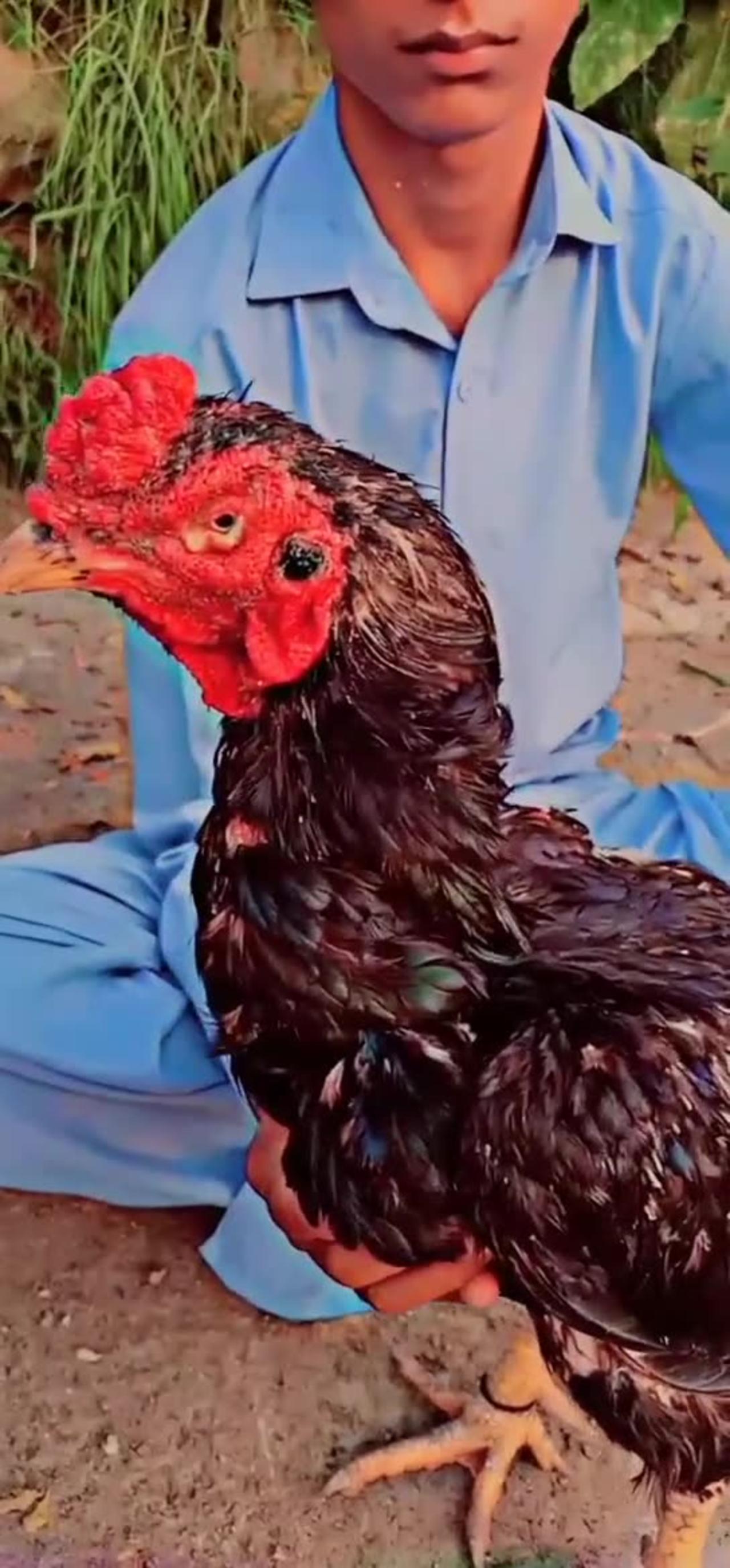 Aseellover Aseel murga petlover - One News Page VIDEO