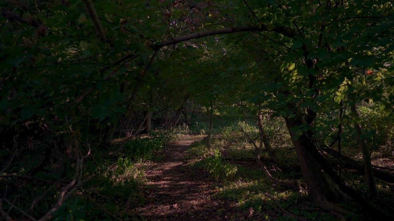 cinematic nature - One News Page VIDEO