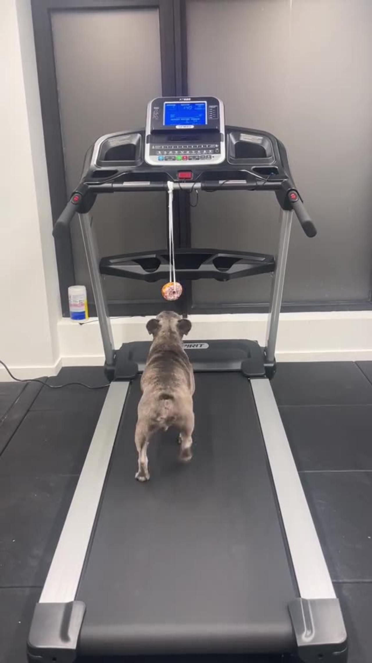 Cat trying to loss fat - One News Page VIDEO