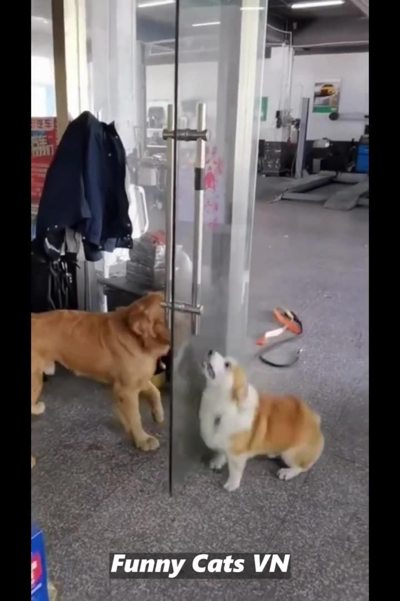 Best Funny Animal Videos - Funniest Cats And - One News Page VIDEO