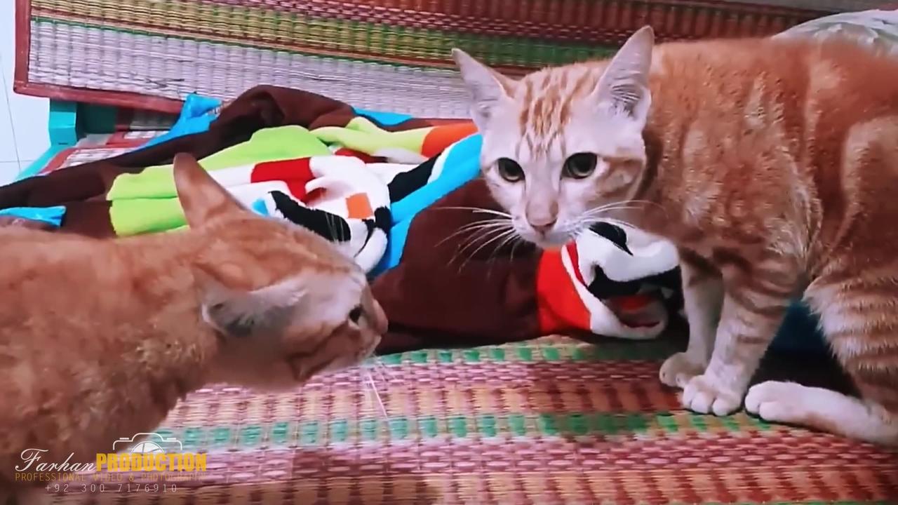 Bloody Brother Cats Meowing Fighting - - One News Page VIDEO