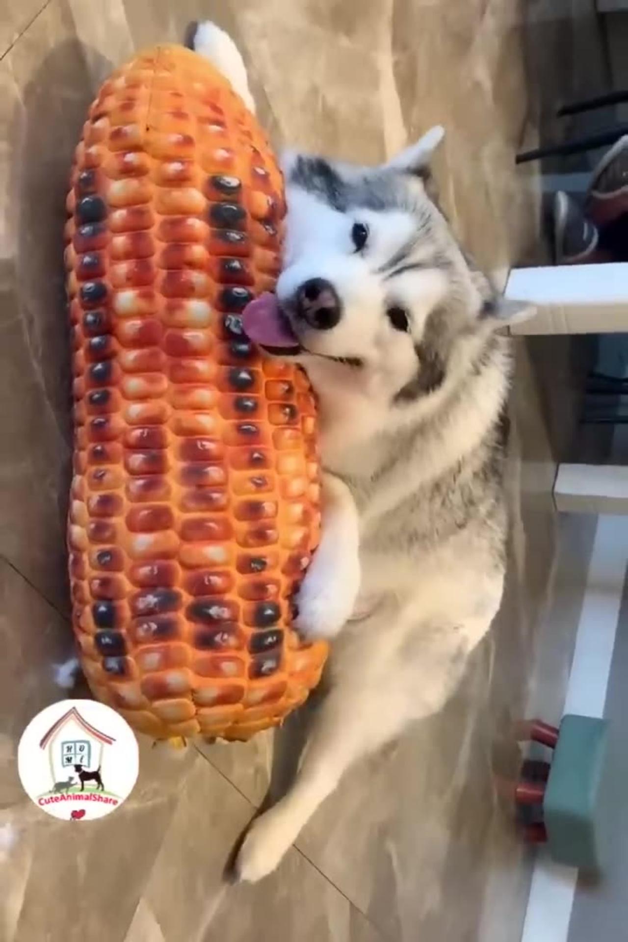 LOL, So Smart Funny Dog Videos - One News Page VIDEO