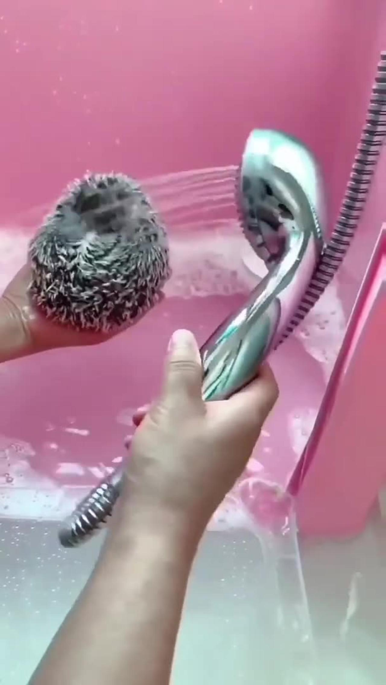 animal shower - One News Page VIDEO