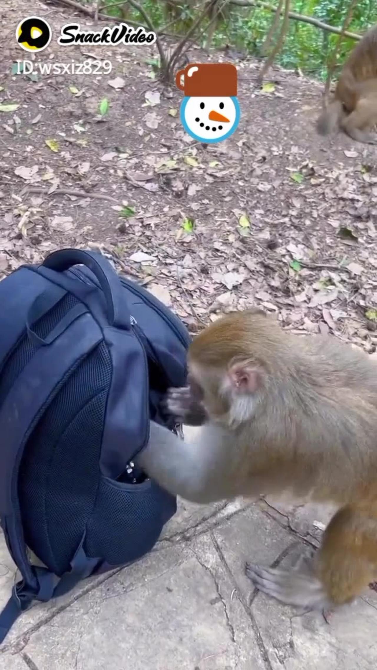 Funny Monky - One News Page VIDEO