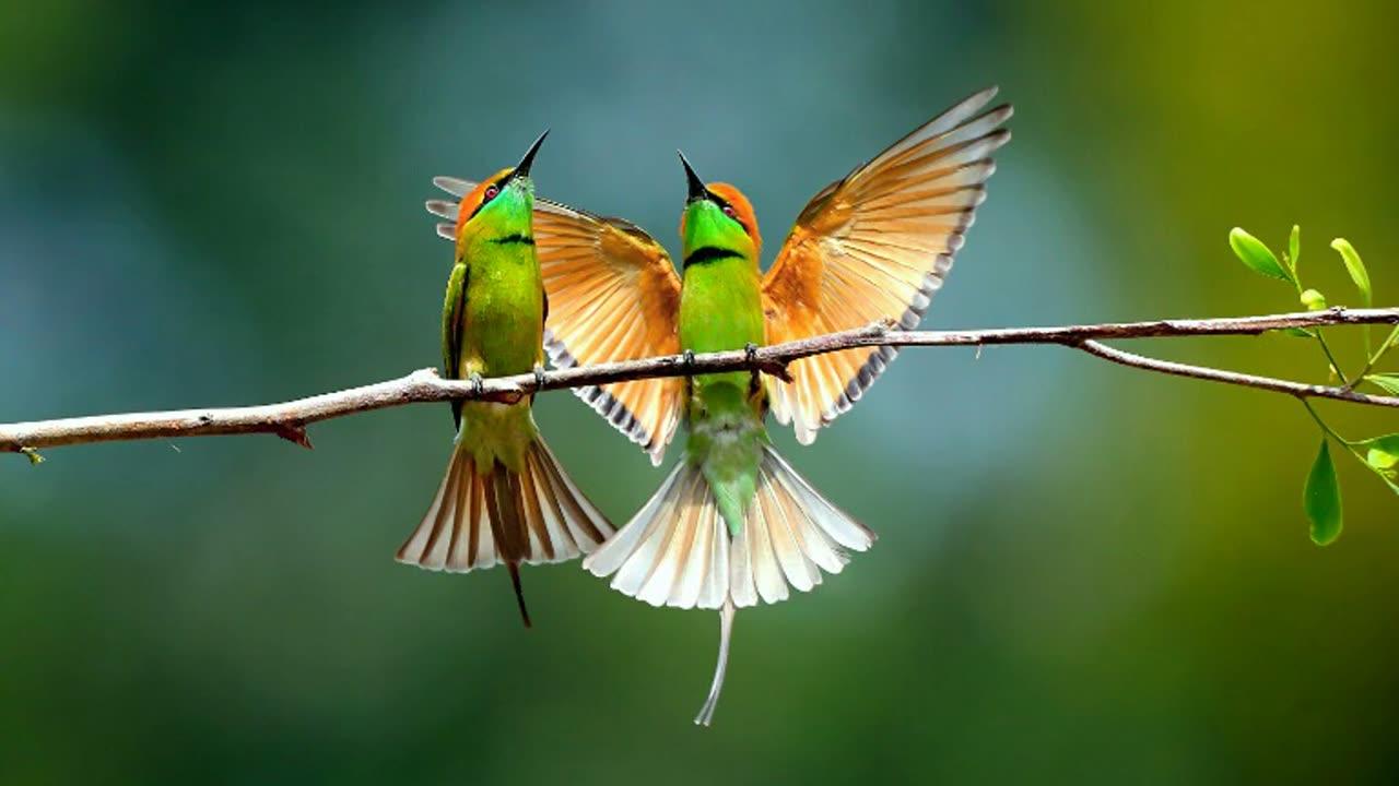 Springtime Serenade: Relaxing Bird Soundscape in - One News Page VIDEO