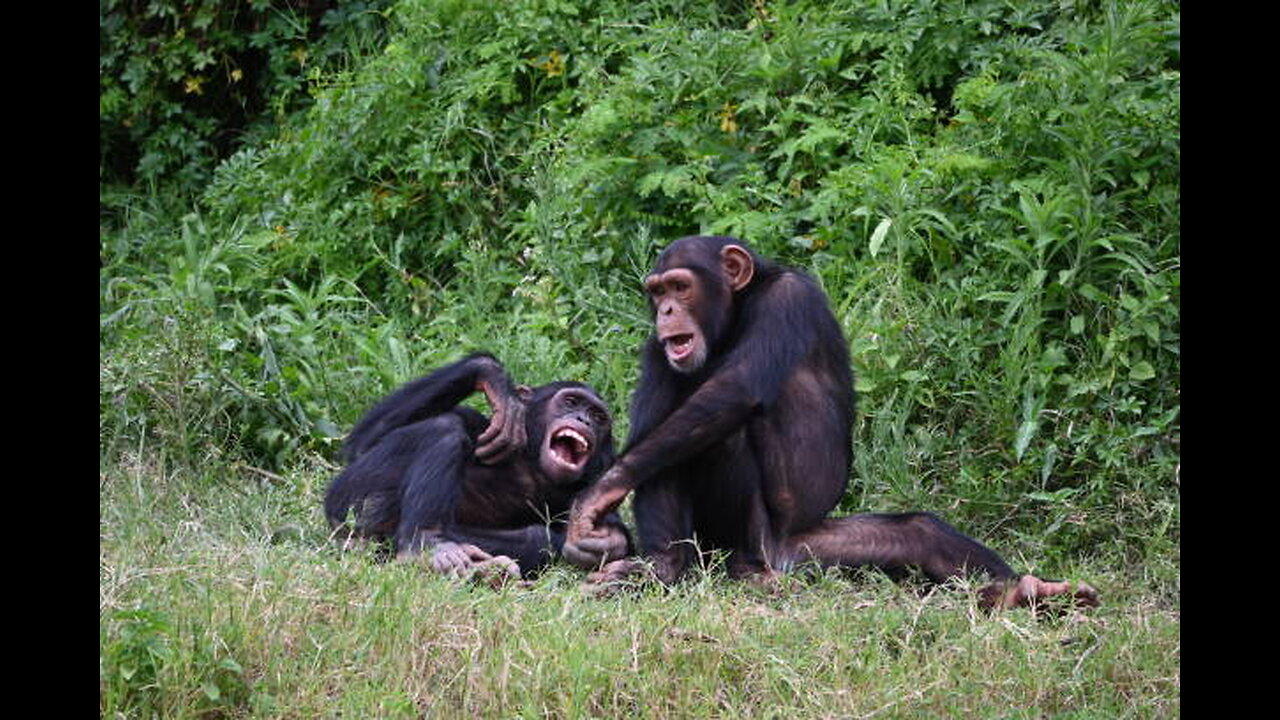Two chimpanzee talking funny video viral ll cute - One News Page VIDEO