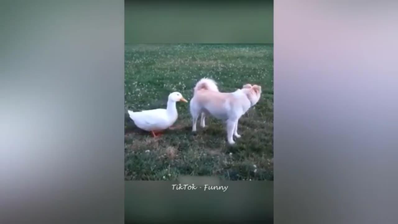 Fanny and education dog and cat - One News Page VIDEO