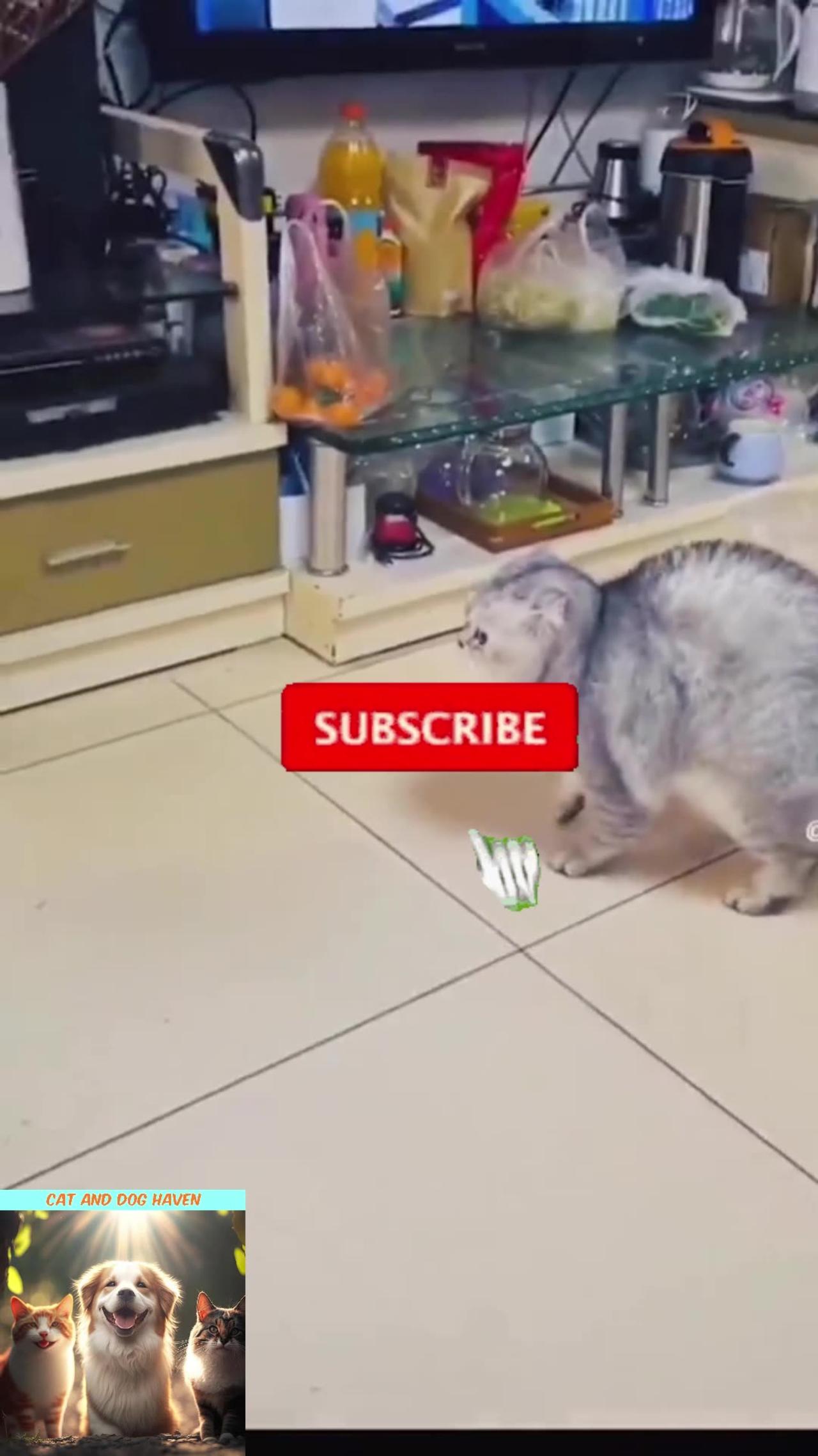 Funny Cat And Dog Compilation 4-11-2023 - One News Page VIDEO