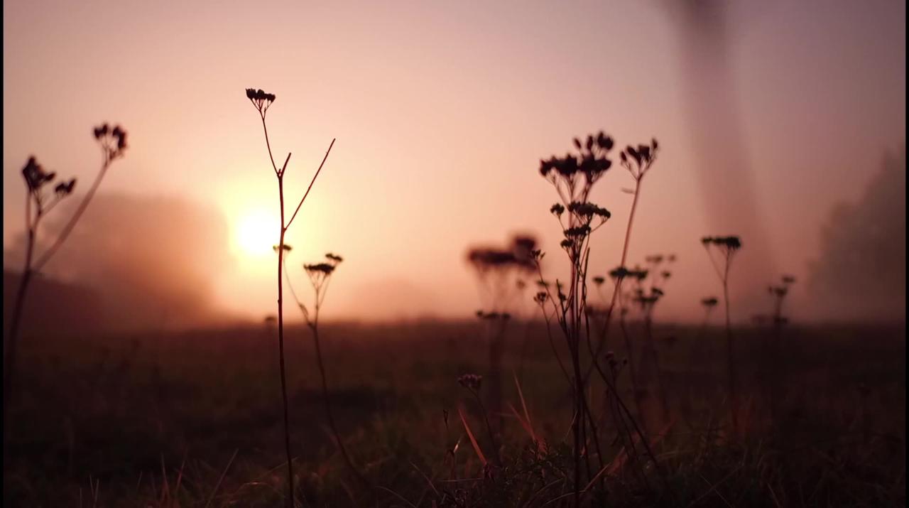 nature vibes - One News Page VIDEO