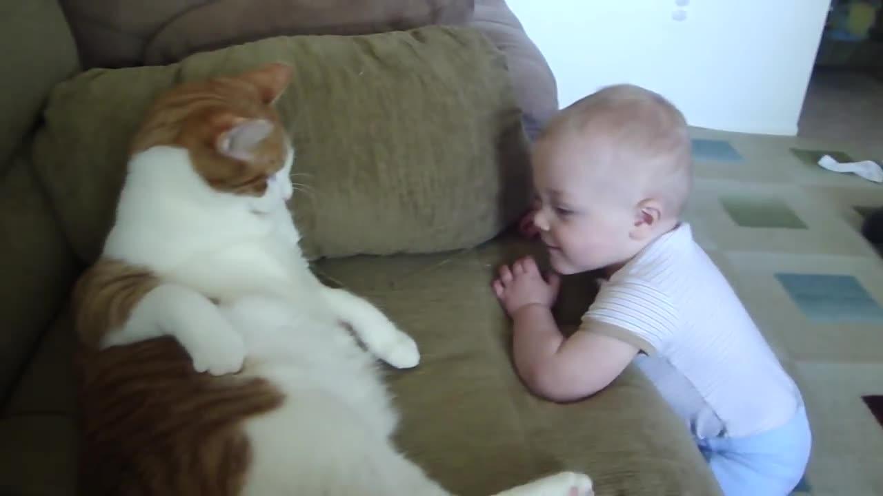 Cat Swatting at baby.....hilarious - One News Page VIDEO