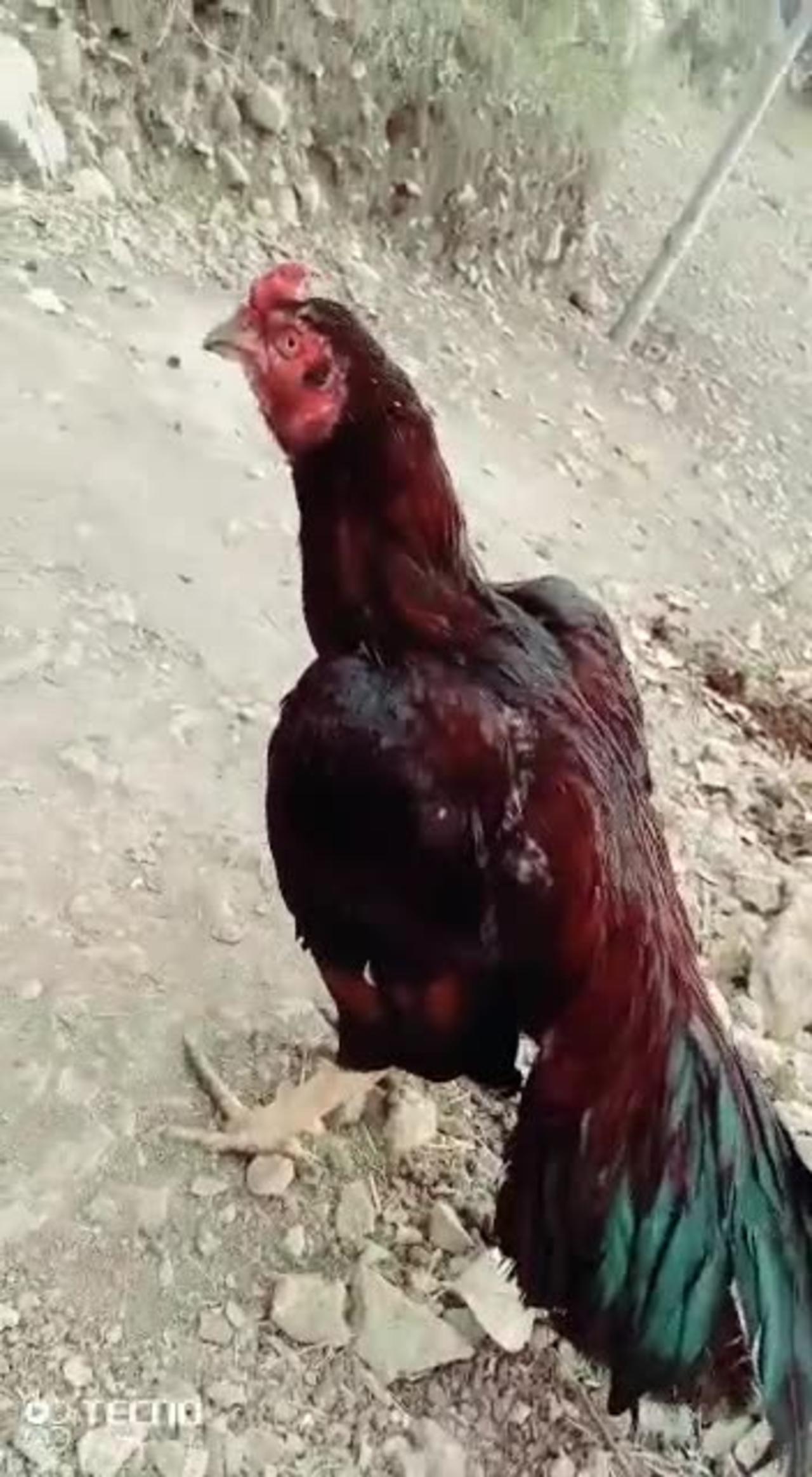 Aseellover Aseel murga petlover hen's Aseel - One News Page VIDEO