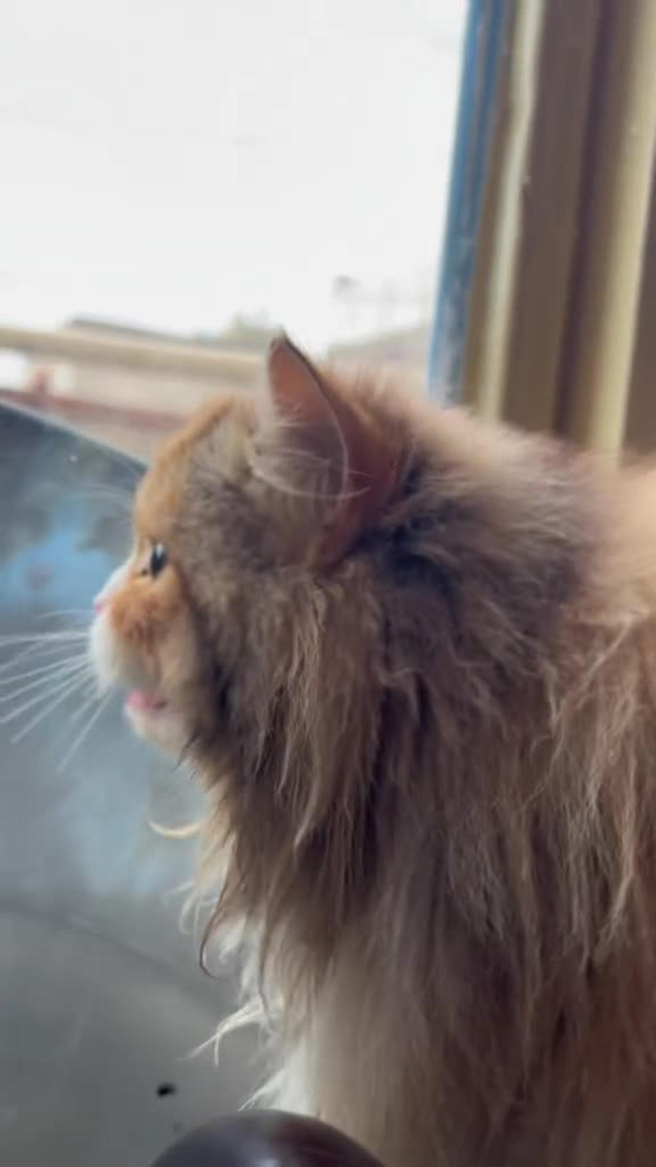 Cute and funny cat video. - One News Page VIDEO