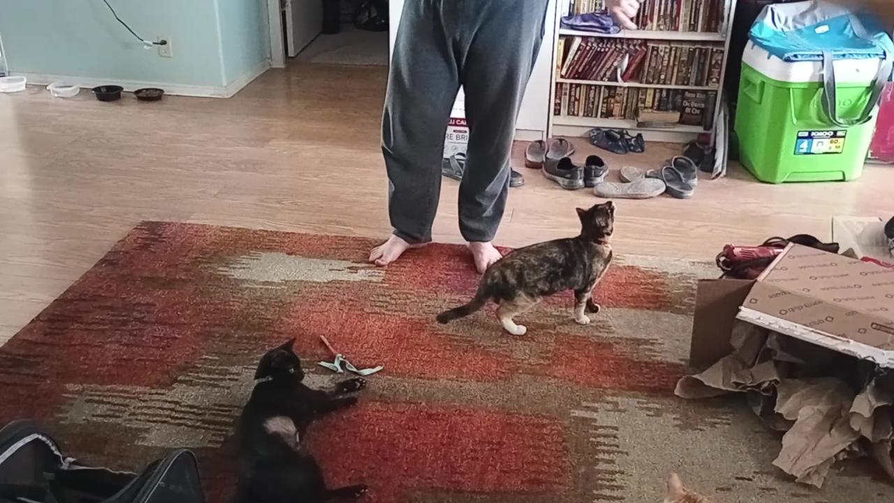 He caught himself a cat - One News Page VIDEO