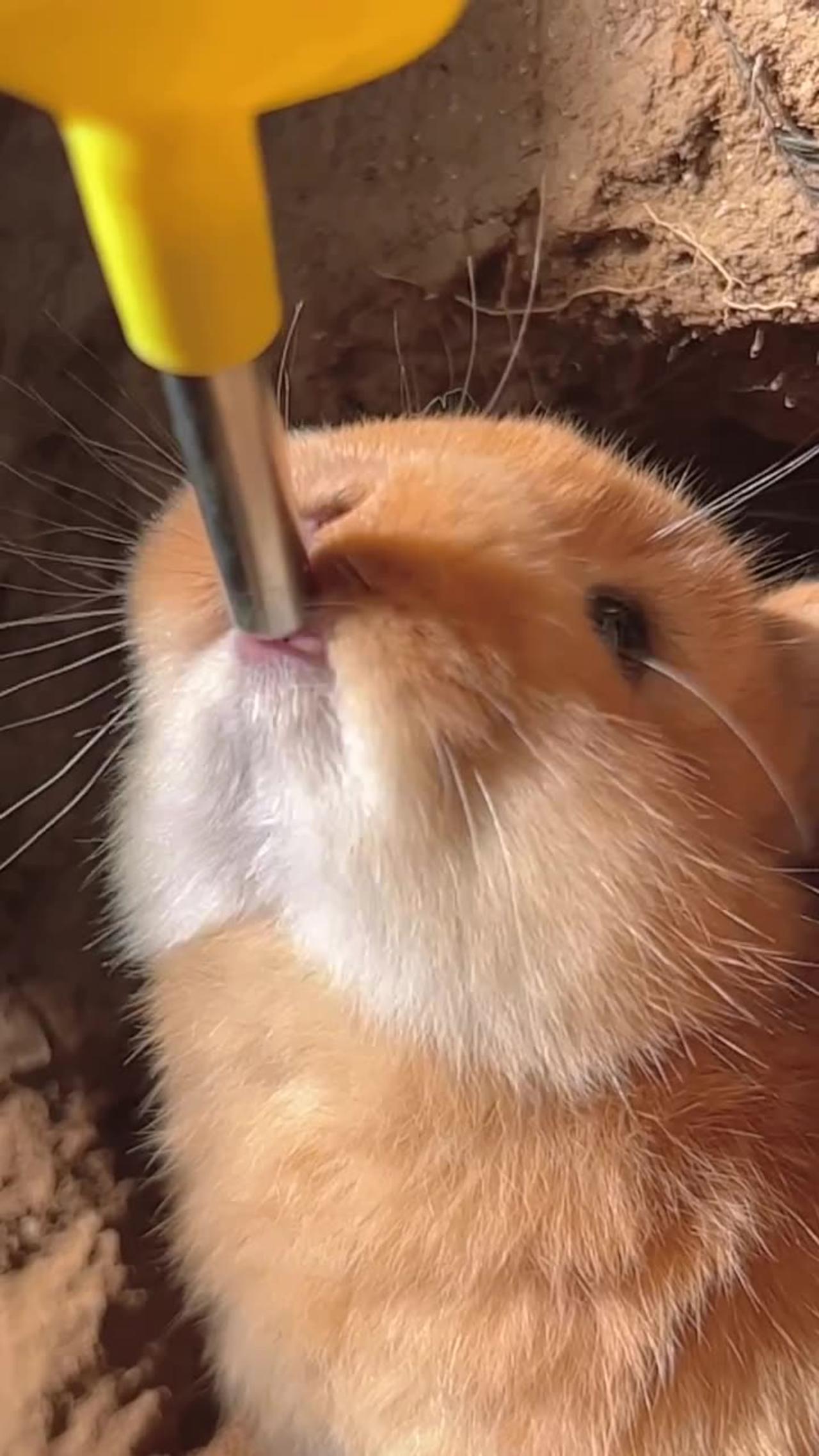 Bunny drinking water is so cute cute pet rabbit - One News Page VIDEO