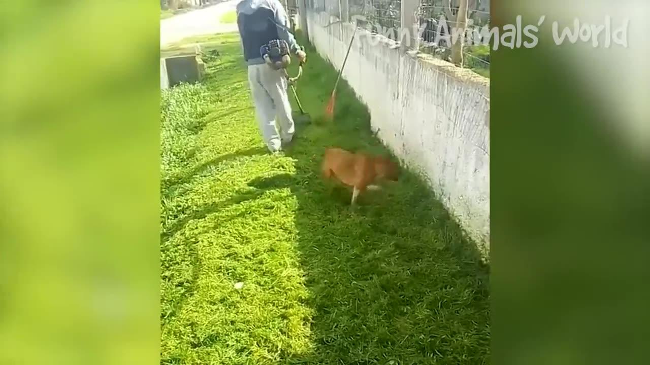 Funniest Animals video ever show - One News Page VIDEO