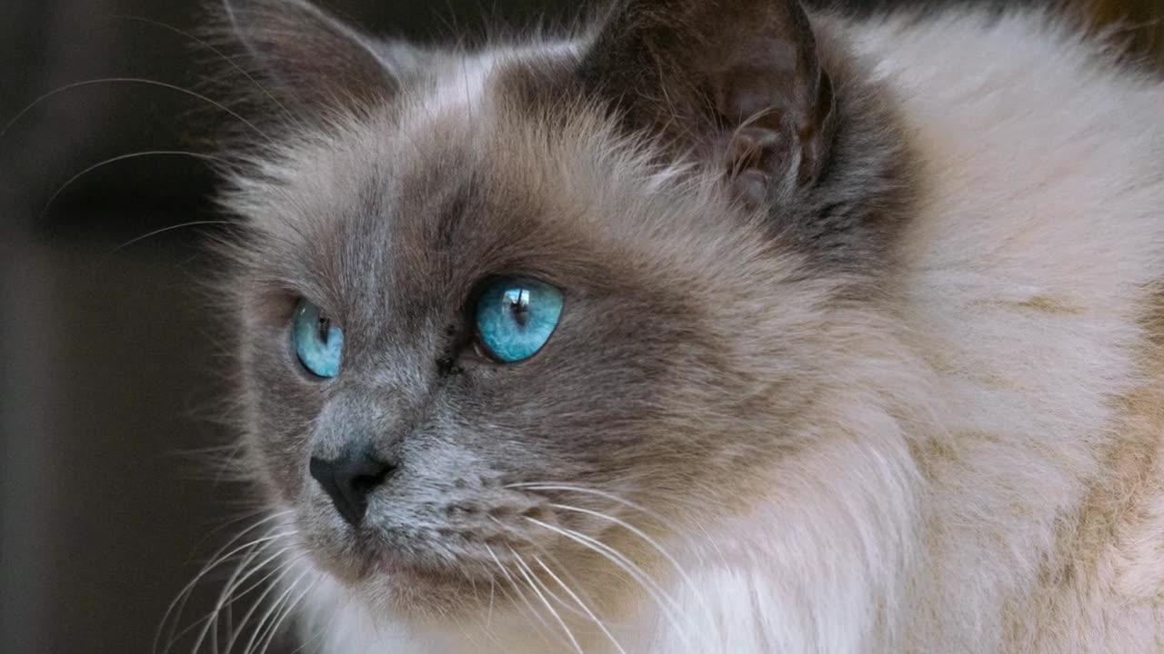 Top 10 Cat Breeds In The World - One News Page VIDEO