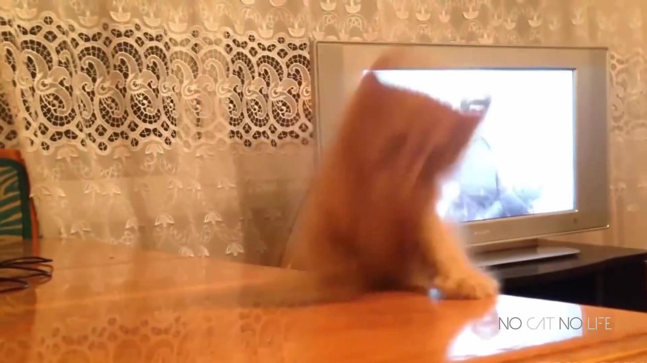 Funny Cats Compilation One News Page Video