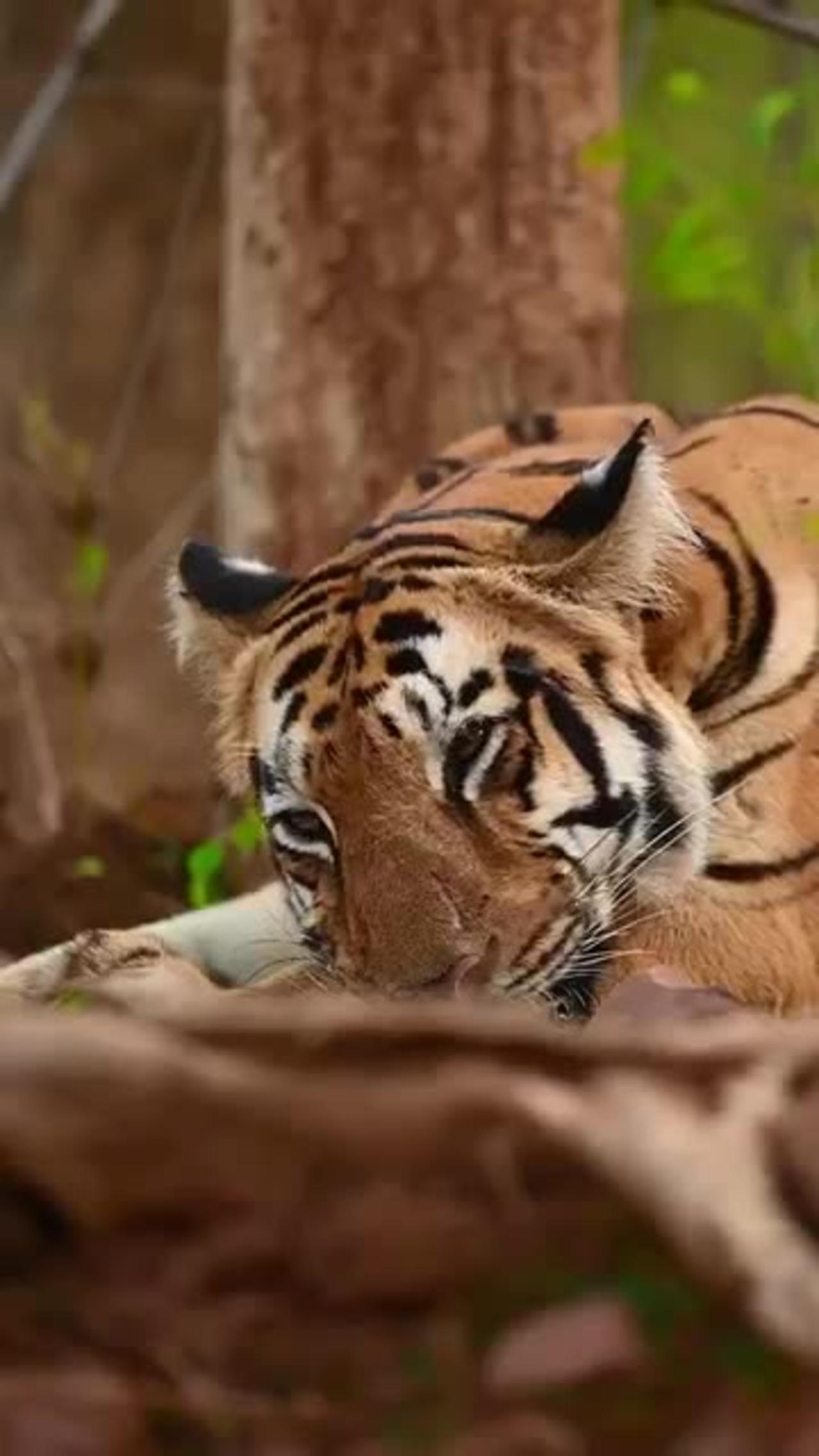 Tigers very beautiful seen - One News Page VIDEO