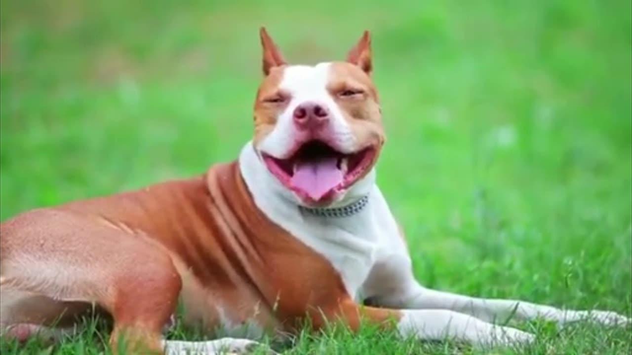 Cute pit dog terries - One News Page VIDEO