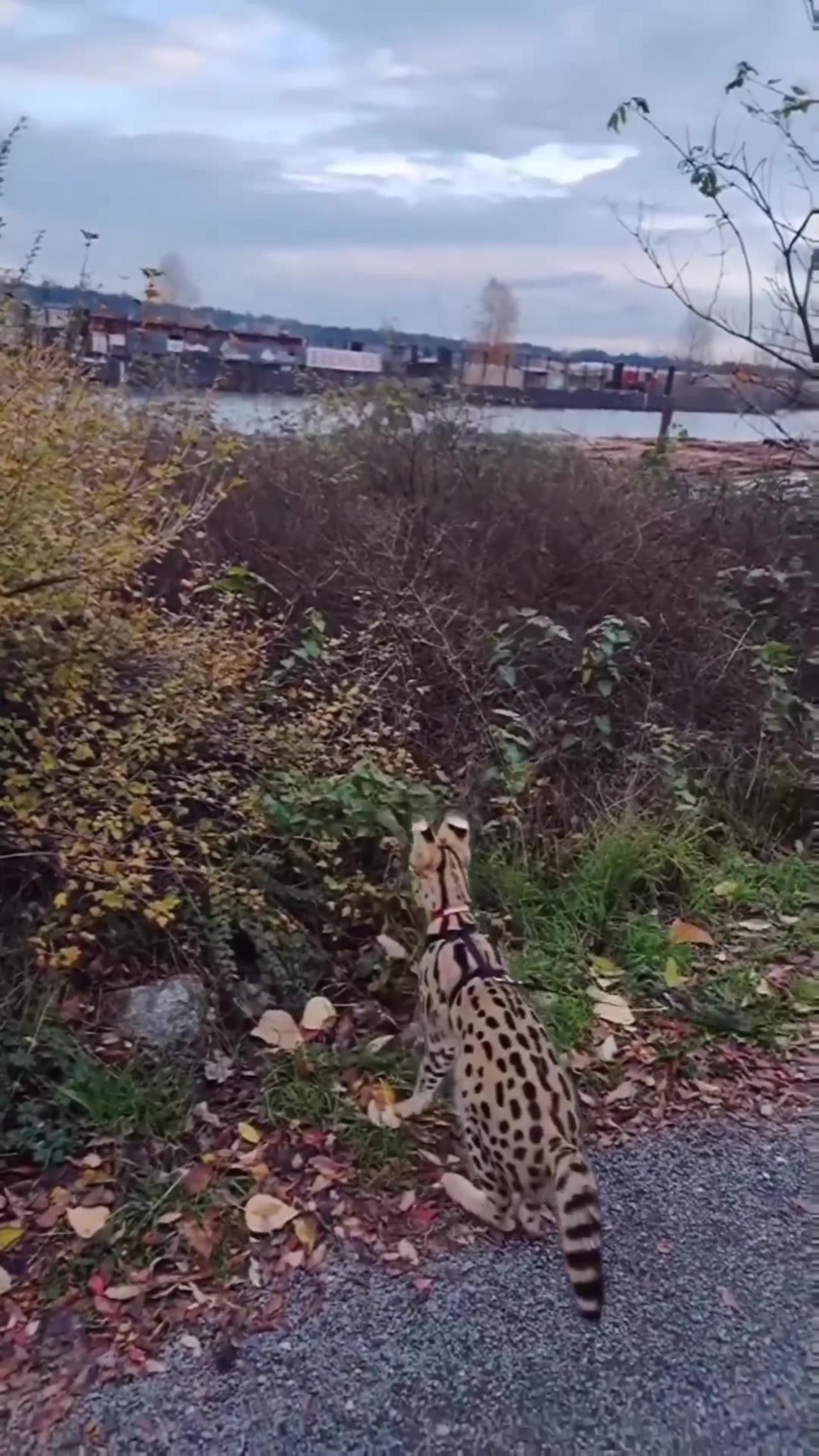 Cute Baby Tiger Roaring and Running! - One News Page VIDEO