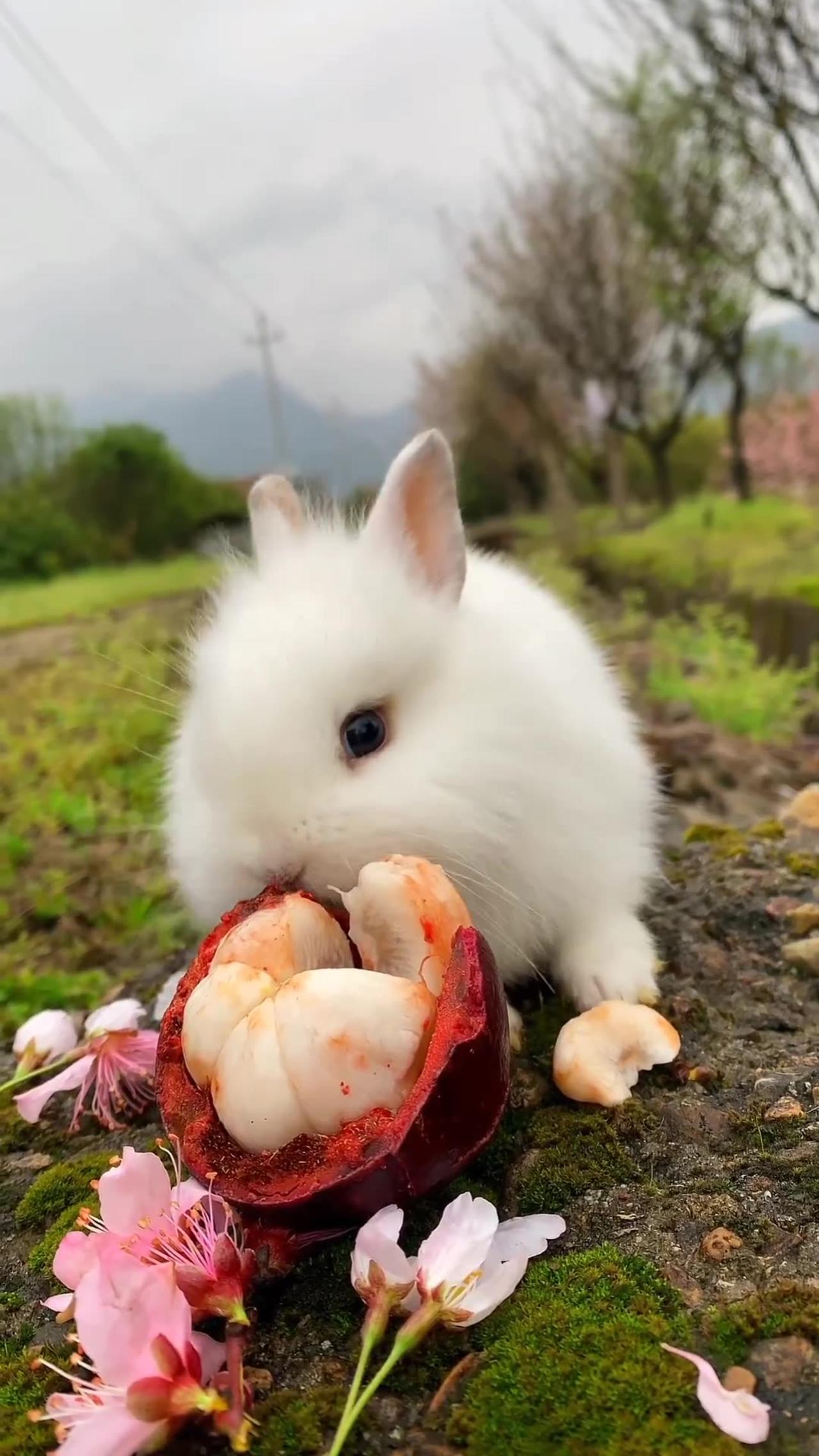 Cute rabbit eating fruit 🍎 - One News Page VIDEO