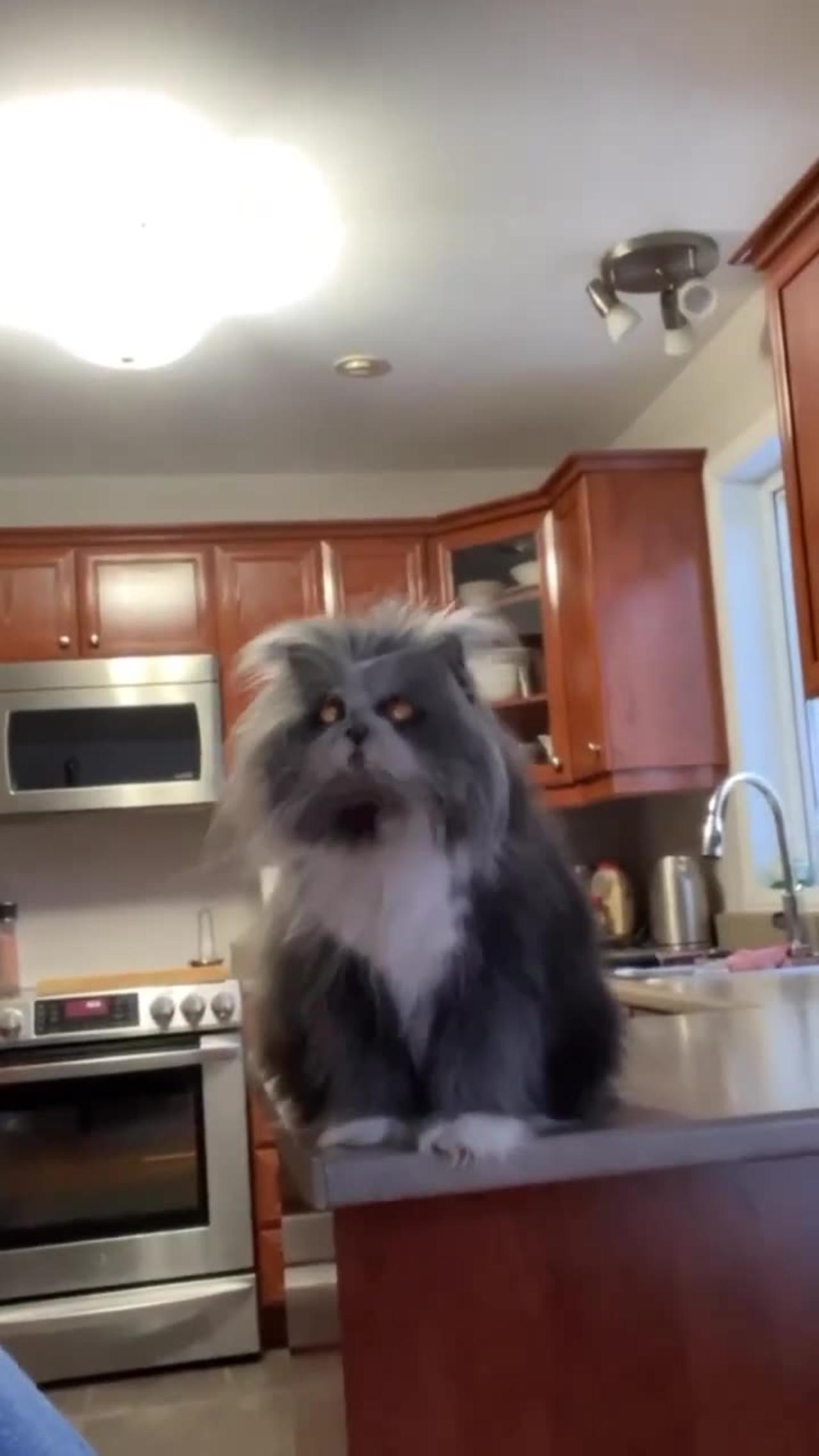 The Best Cute and Funny Cat Videos on internet - One News Page VIDEO