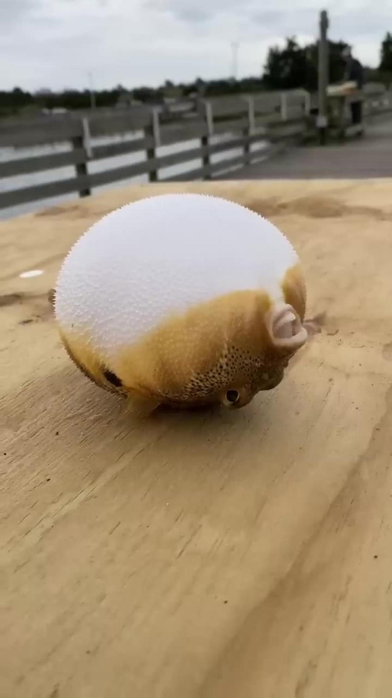 Pufferfish Puffing Up! 😂 - One News Page VIDEO