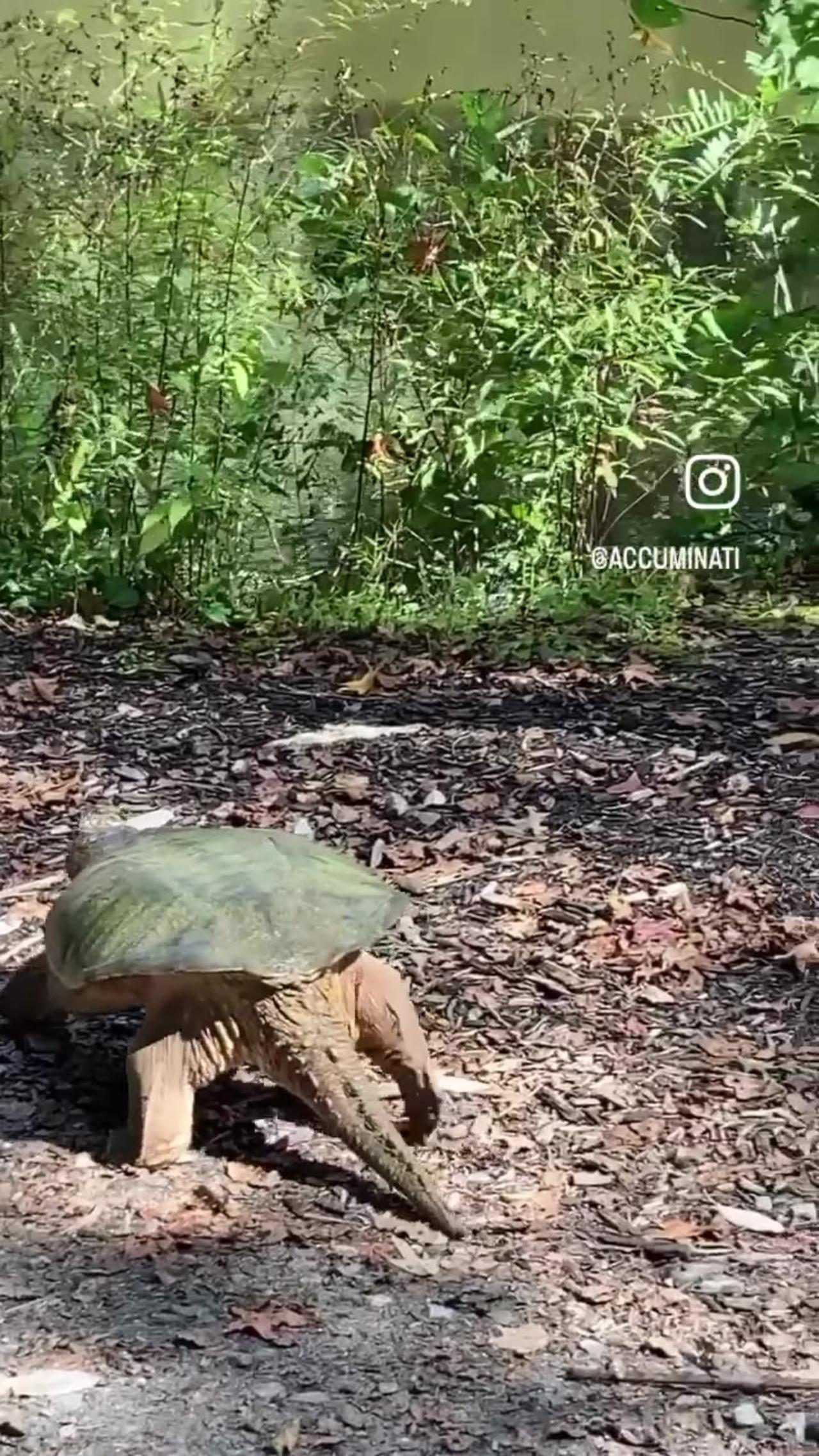 I saved a huge snapping turtle from being hit by - One News Page VIDEO