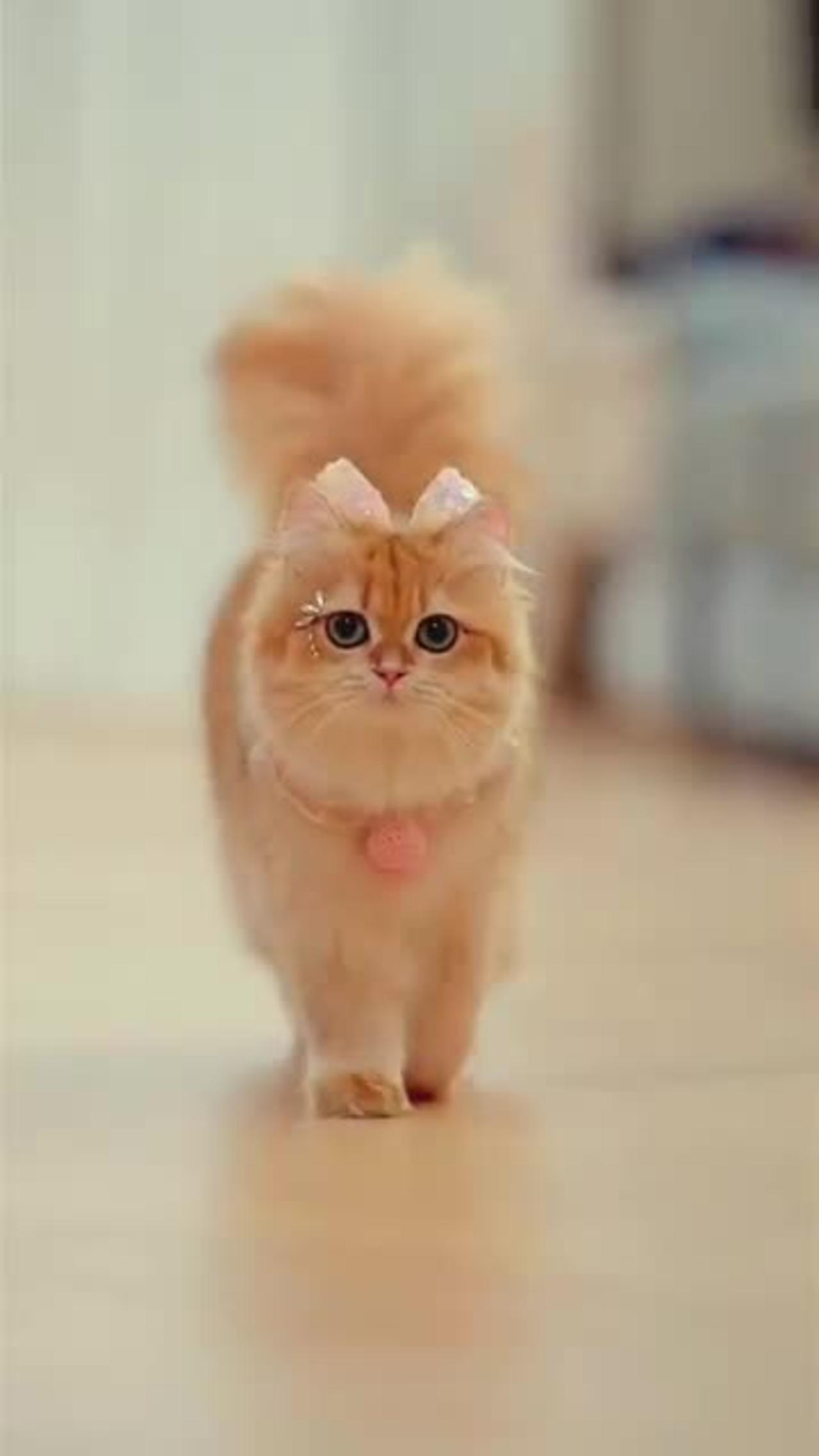 cat walk - One News Page VIDEO