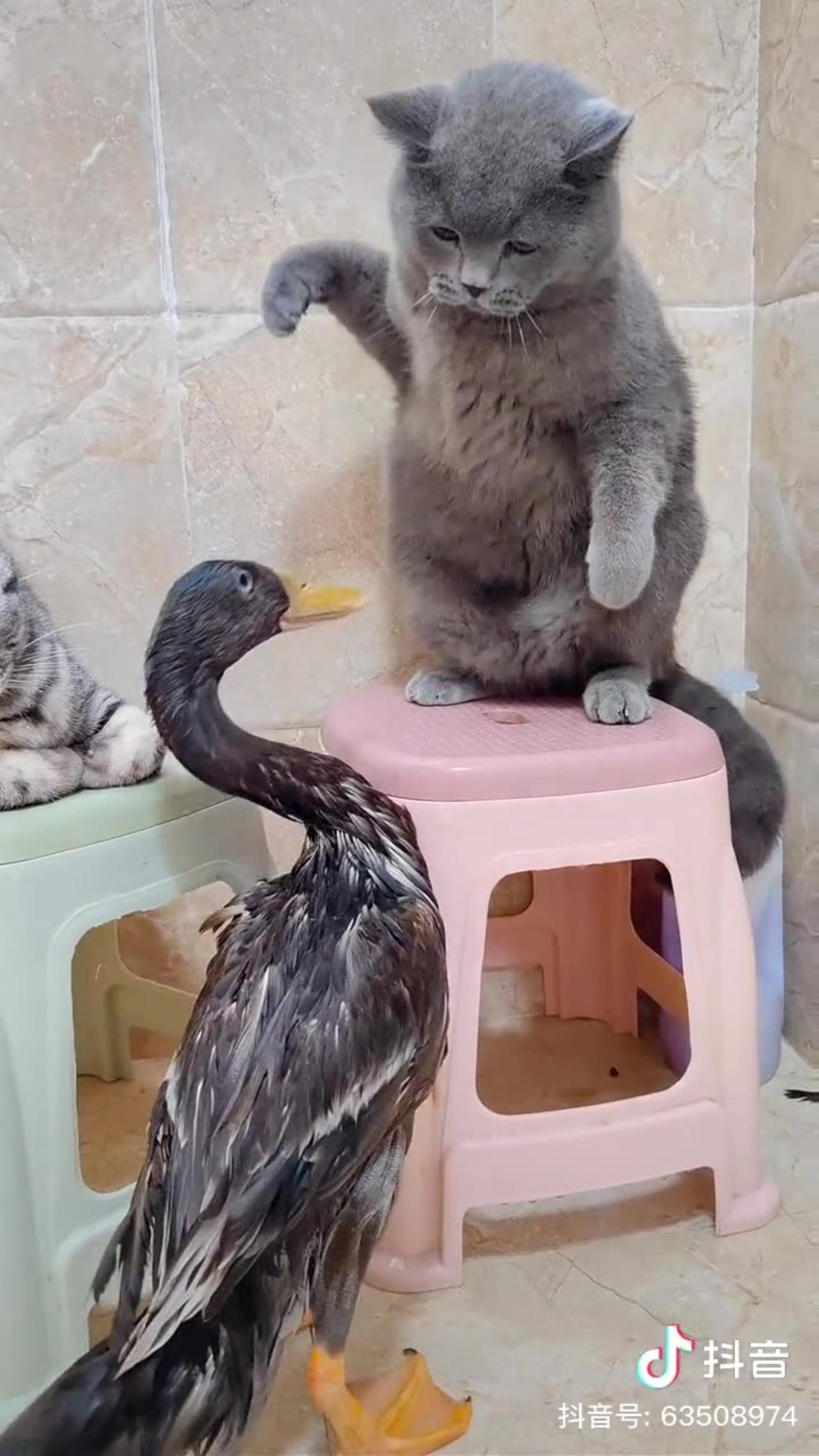 Cute cat fight with duck - One News Page VIDEO