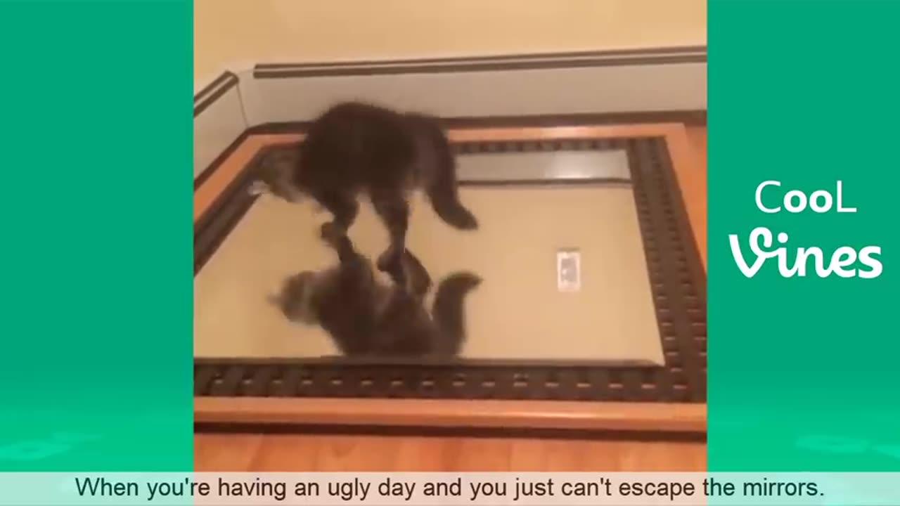 Try Not To Laugh Challenge - Funny Cat & Dog - One News Page VIDEO