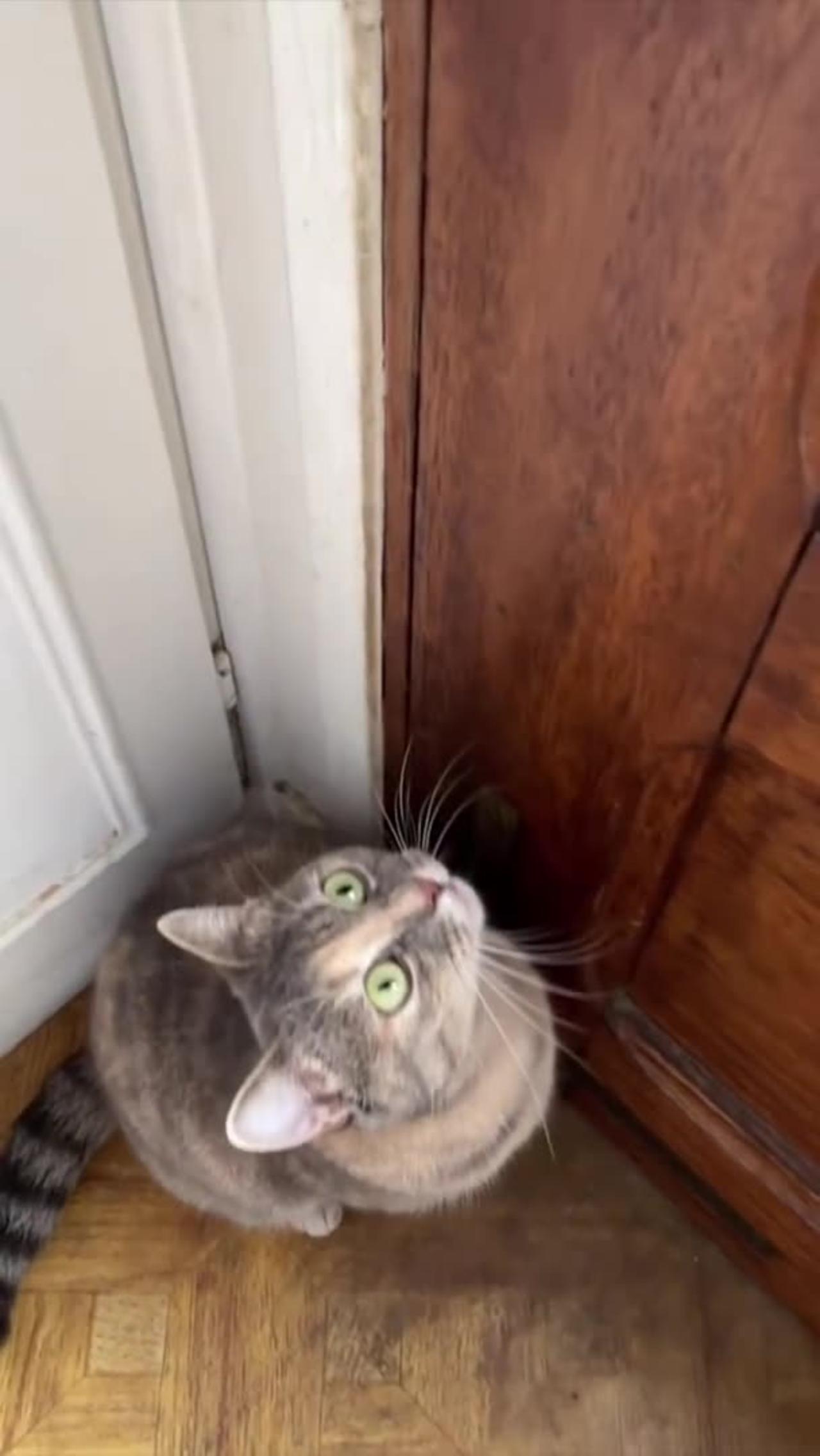 Meow my friend help me to open the door - One News Page VIDEO