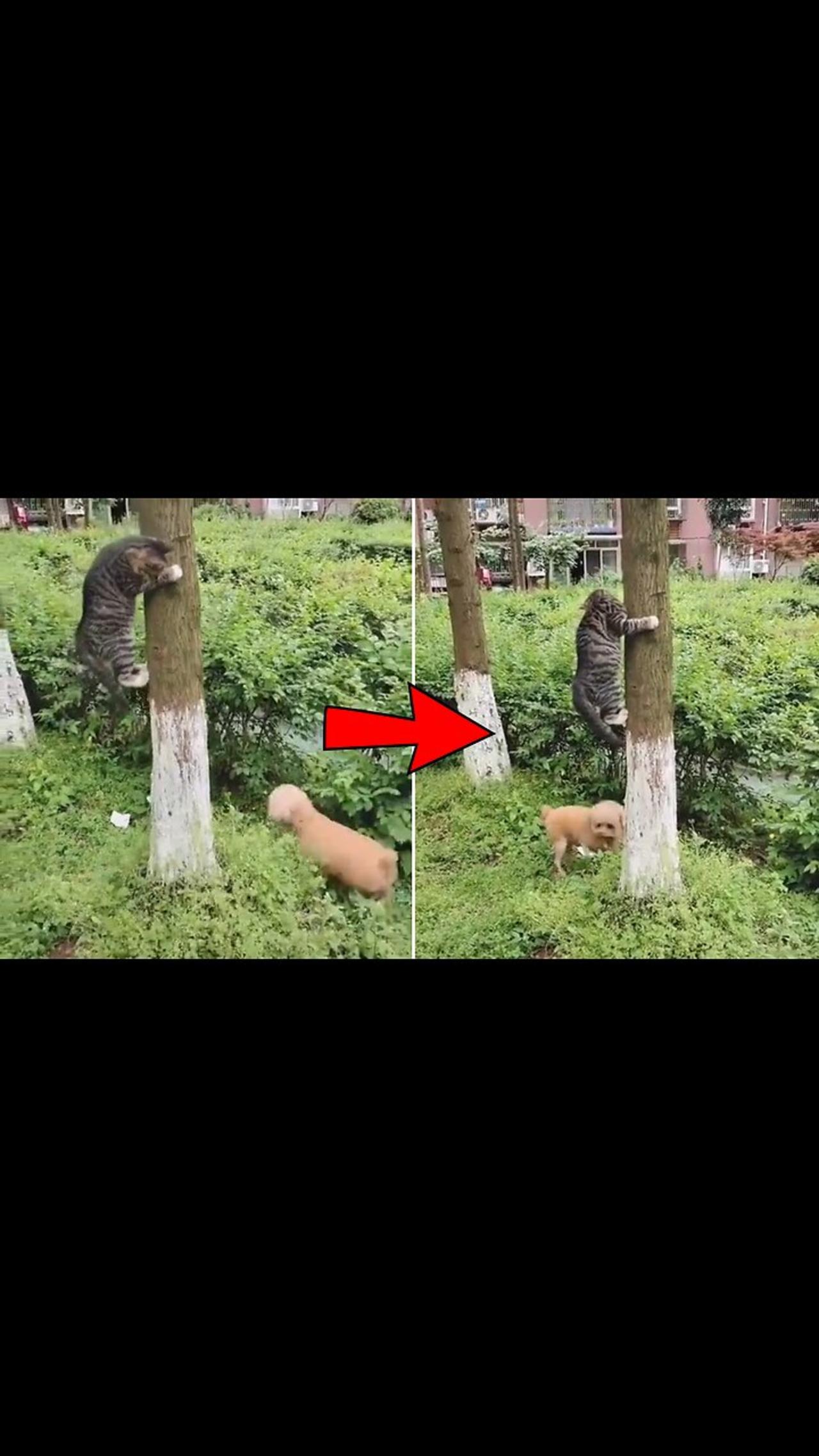 Cat Plays Hide And Seek With A Dog - One News Page VIDEO